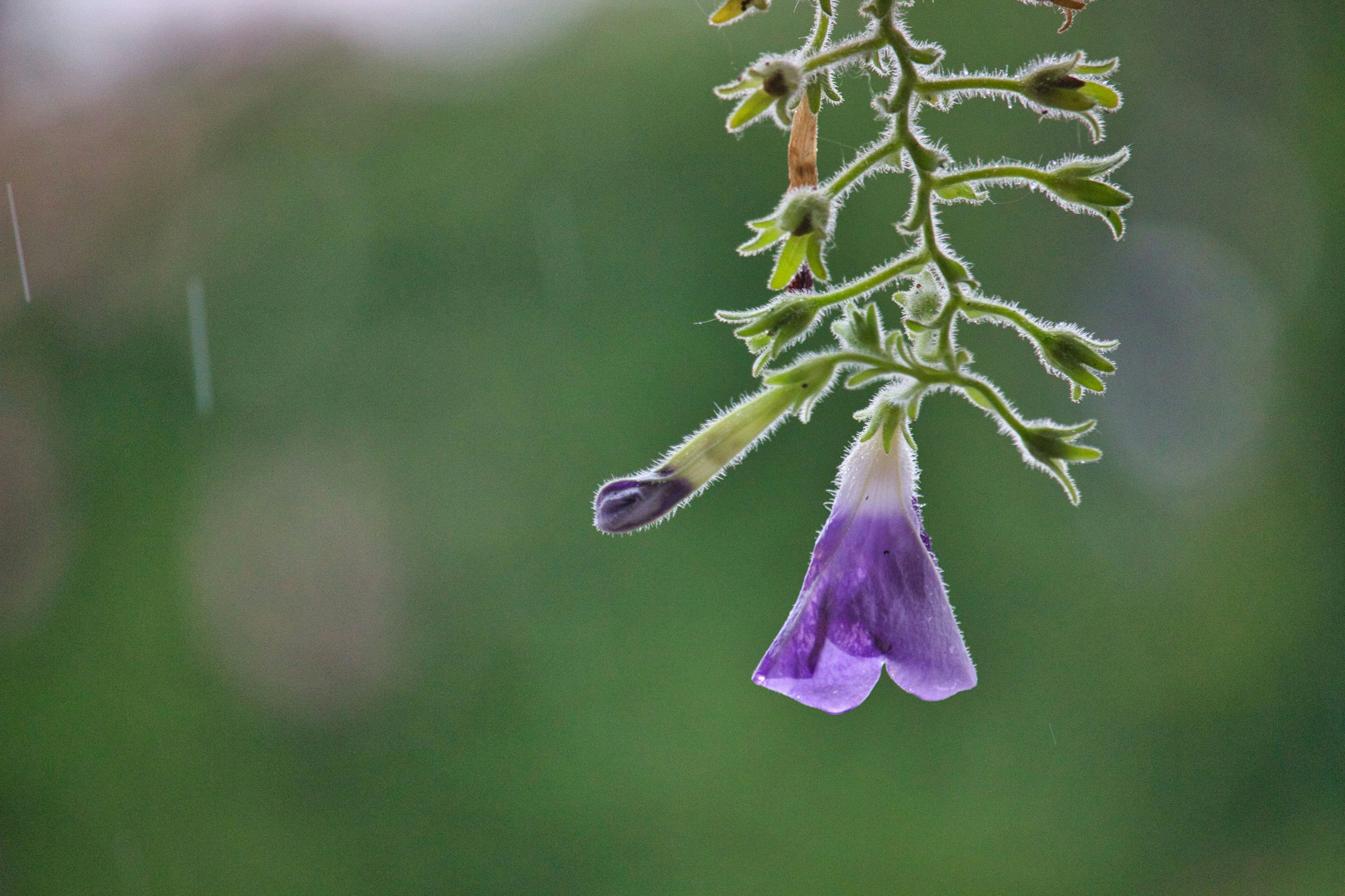 Purple Flower Dangle: Frosted Detail in Soft Green Backdrop