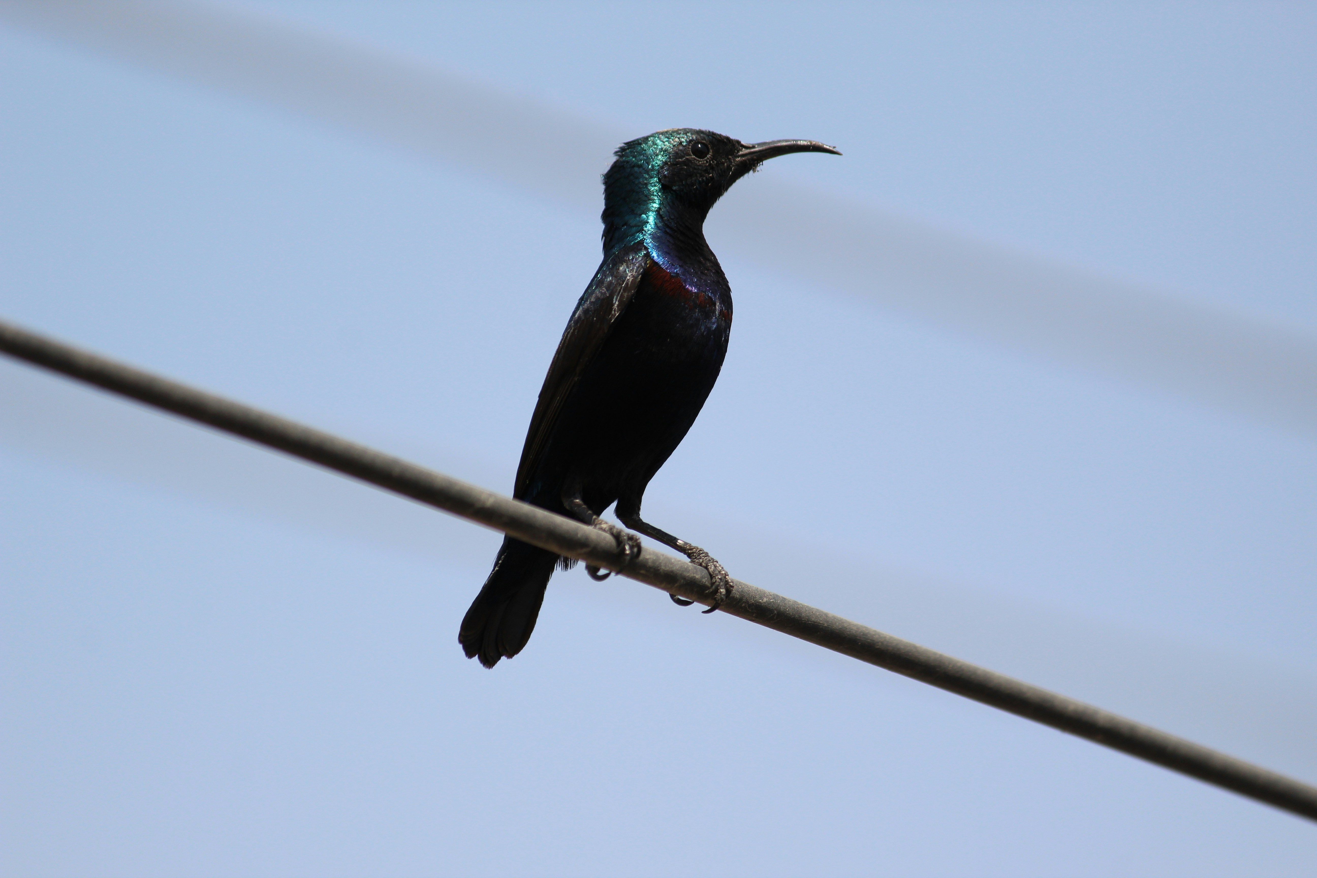 Iridescent Perch: A Hummingbird on a Wirescape
