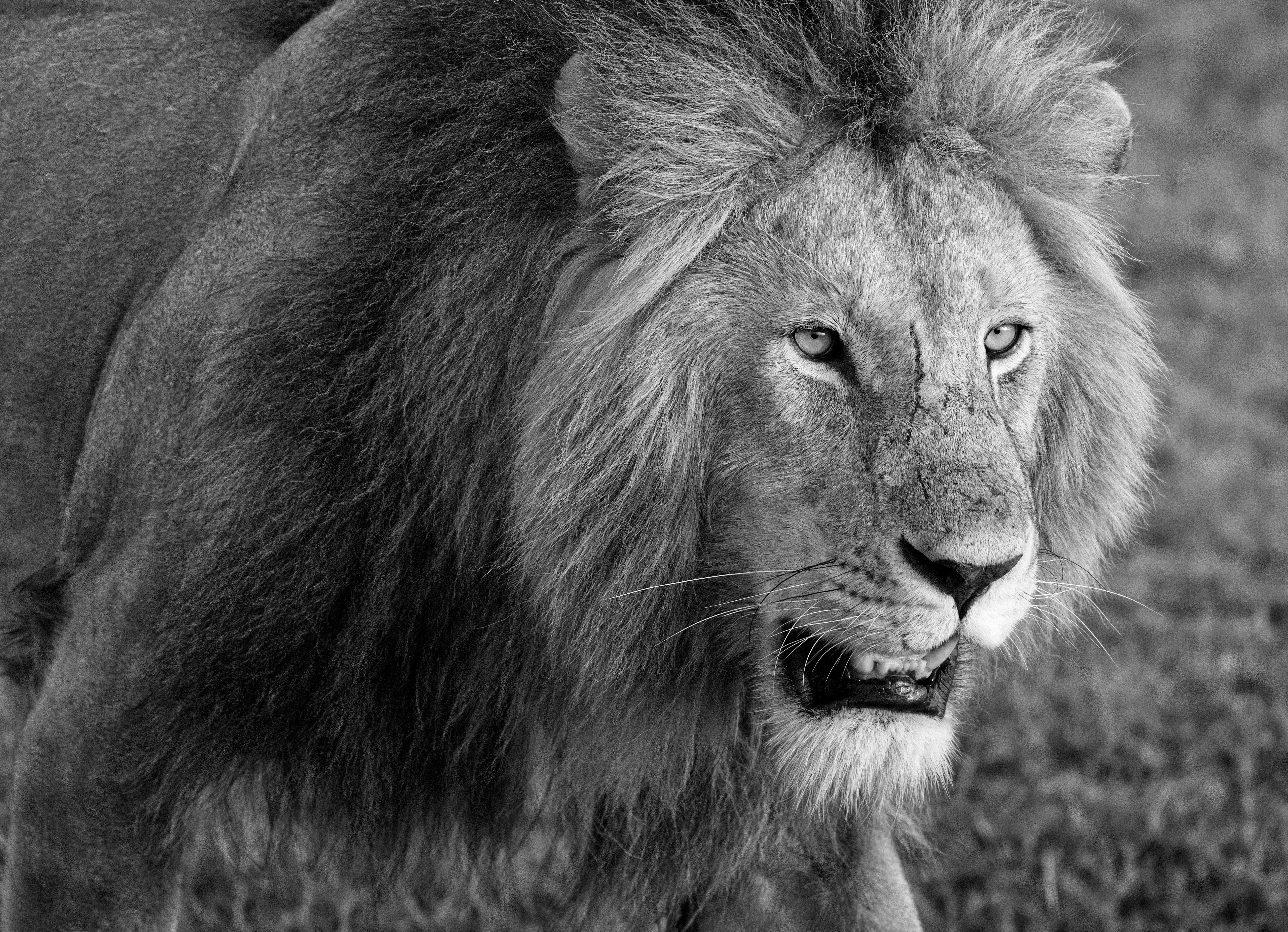 Grayscale photo of lion head photo – Free Animal Image on Unsplash