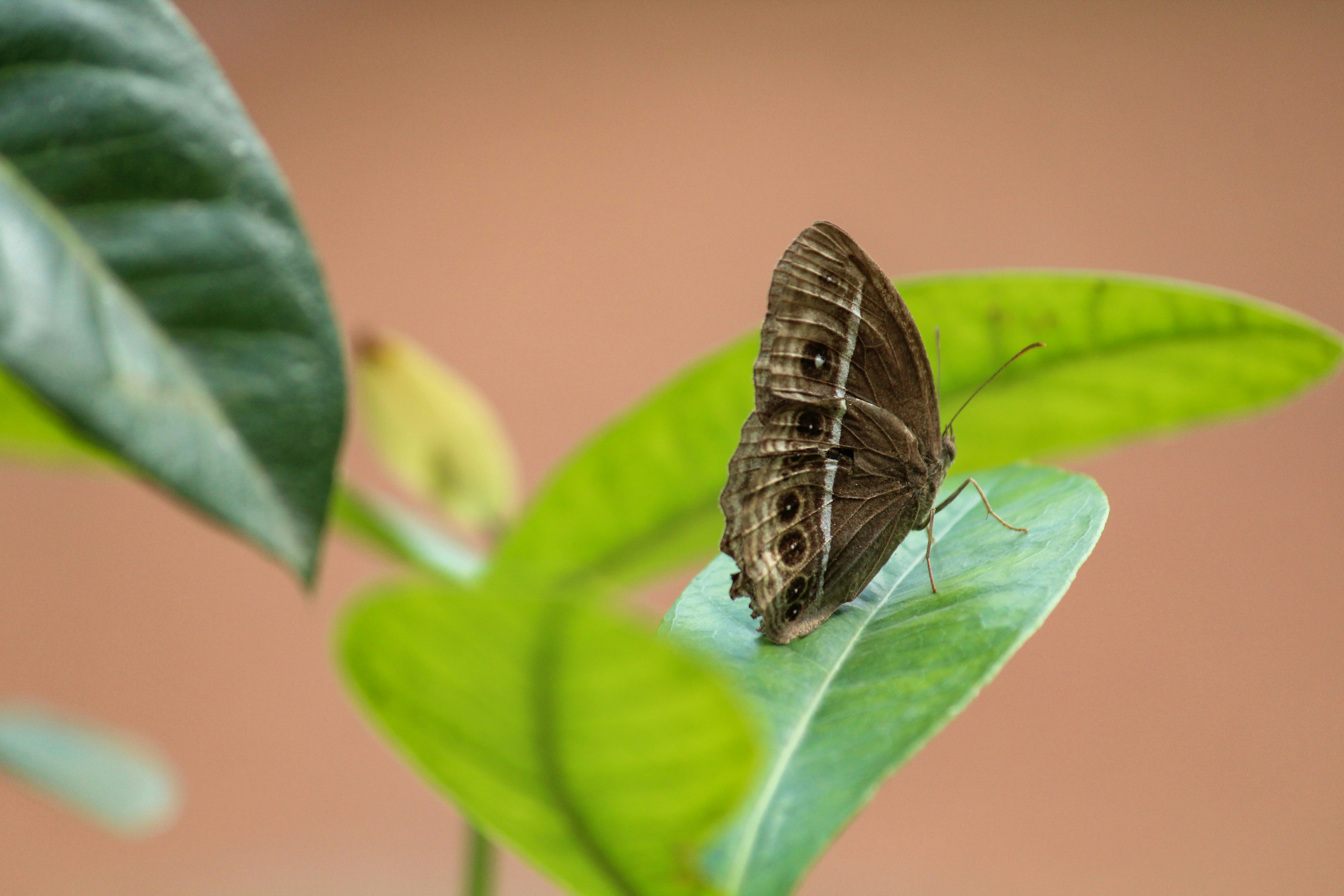 On the Green Edge: a Brown Butterfly in Quiet Focus