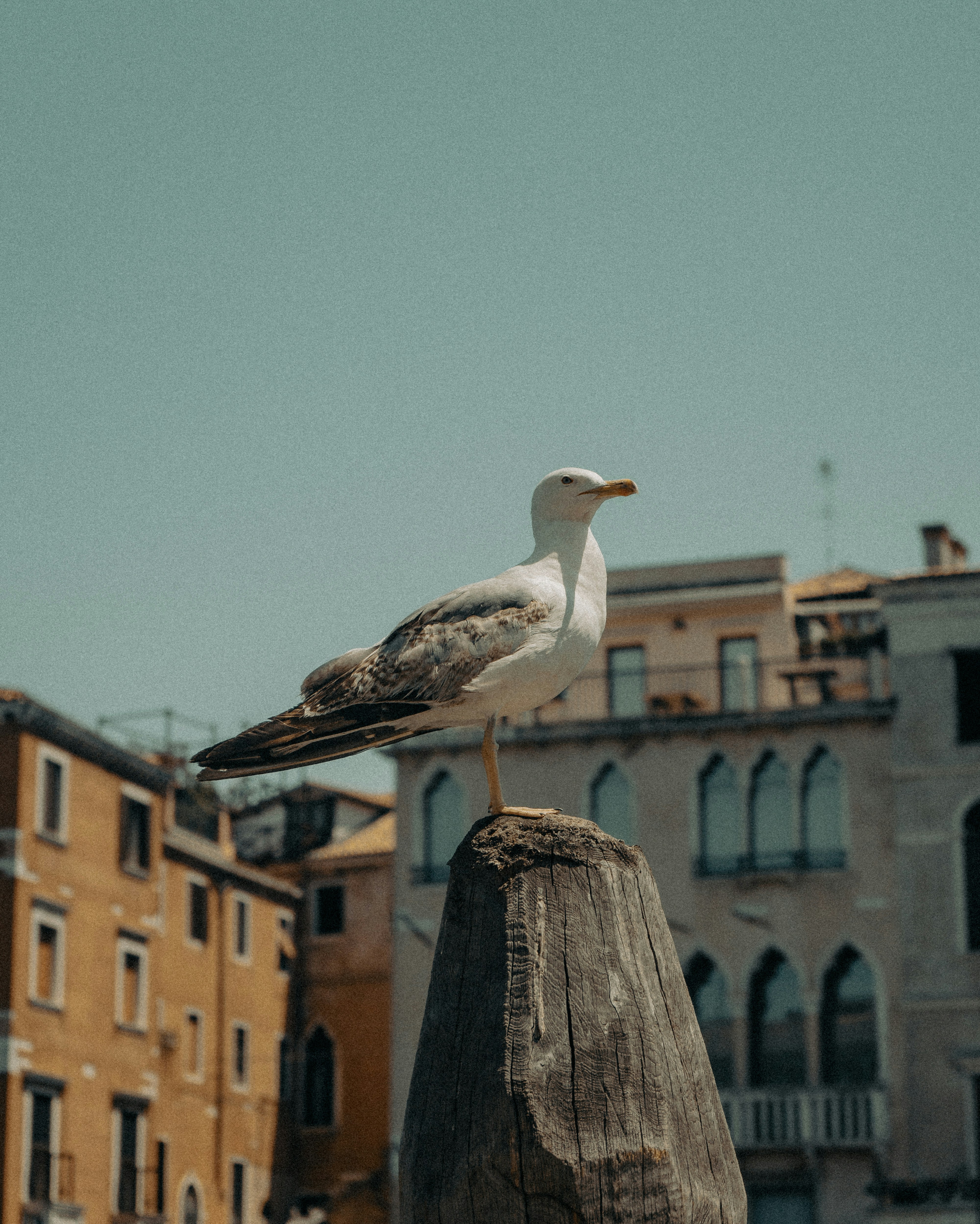 Seagull Perch Over a Weathered Post Against a Venetian Streetscape