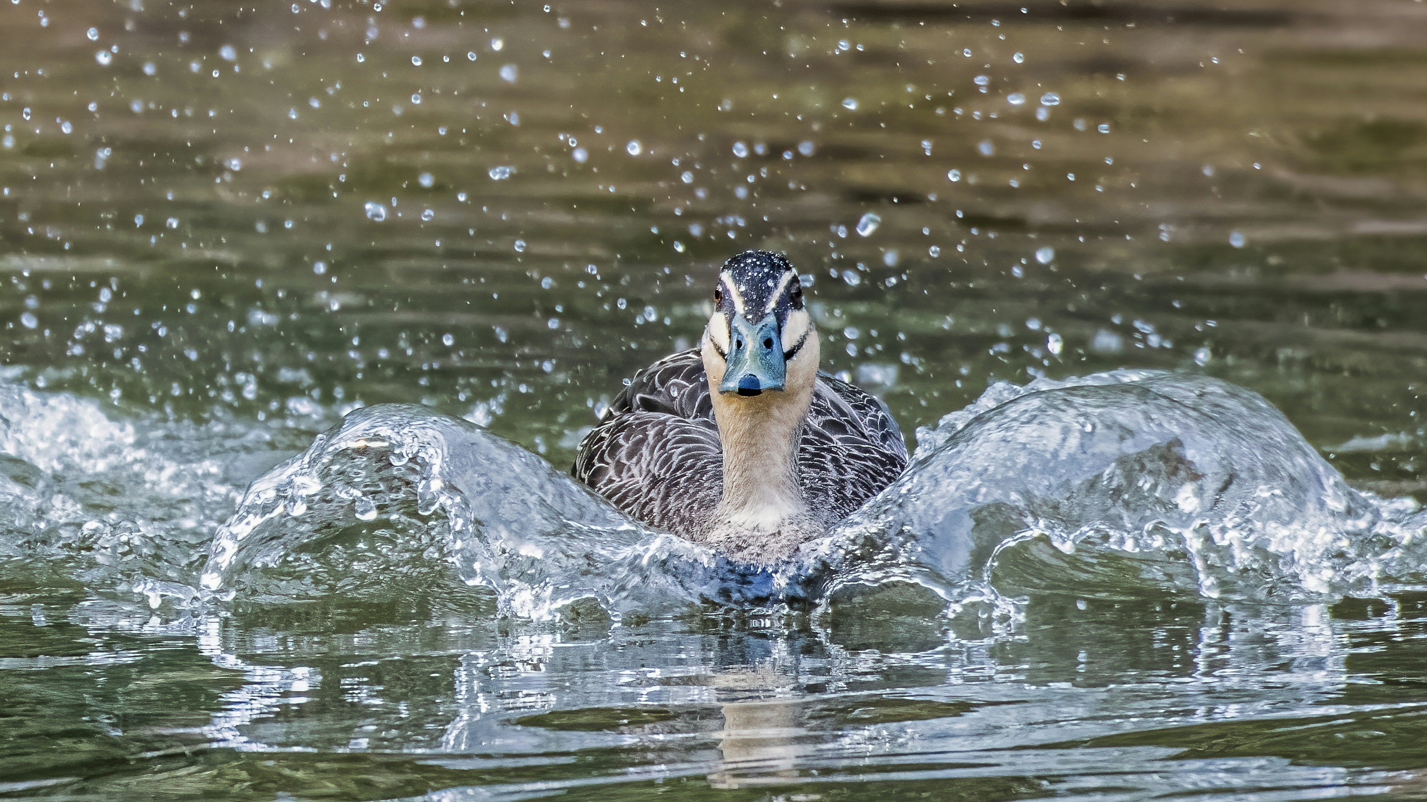 Splashing toward the Lens: A Pacific Black Duck Breaks the Glide