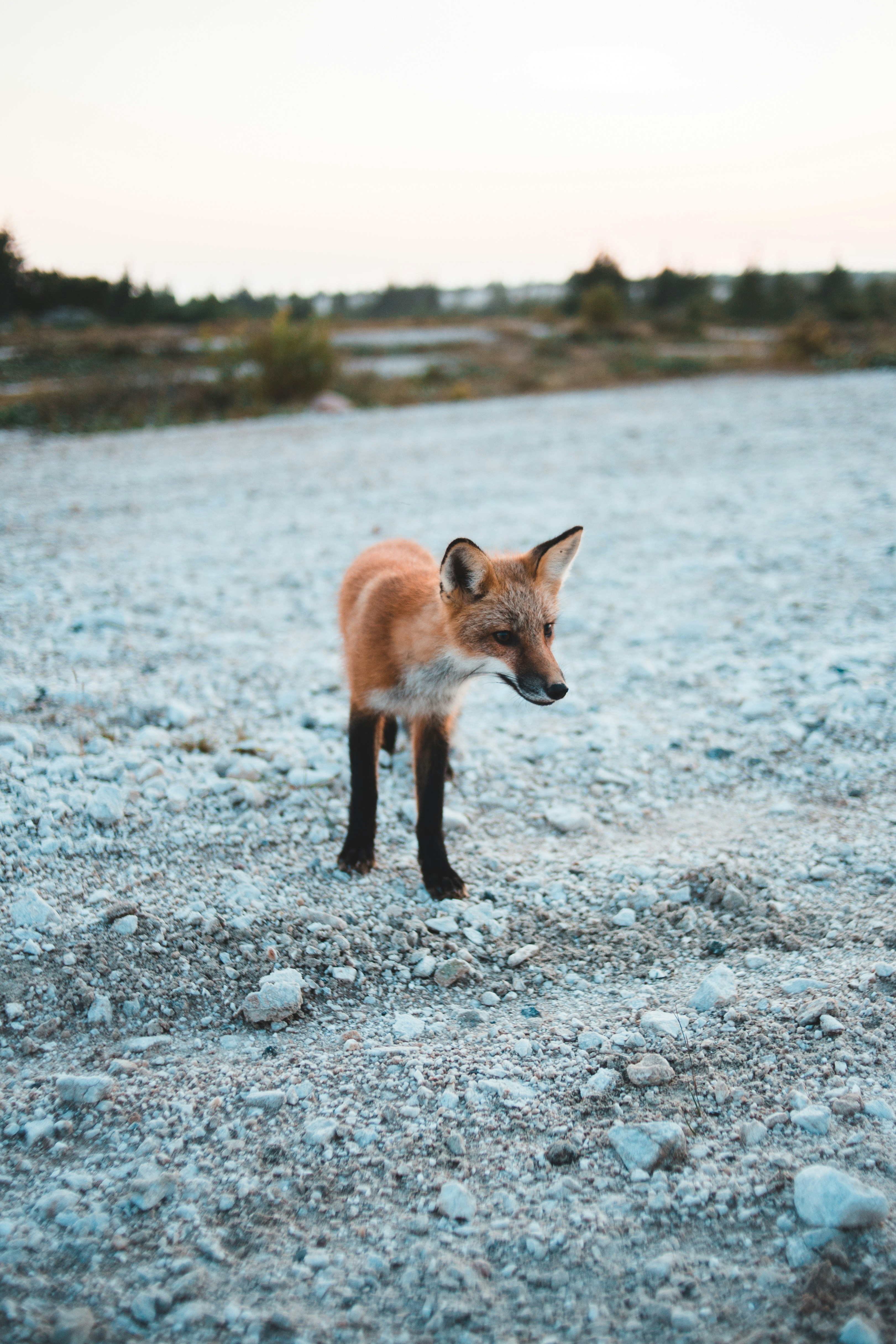 Curious Red Fox on Pebble Shore at Dusk