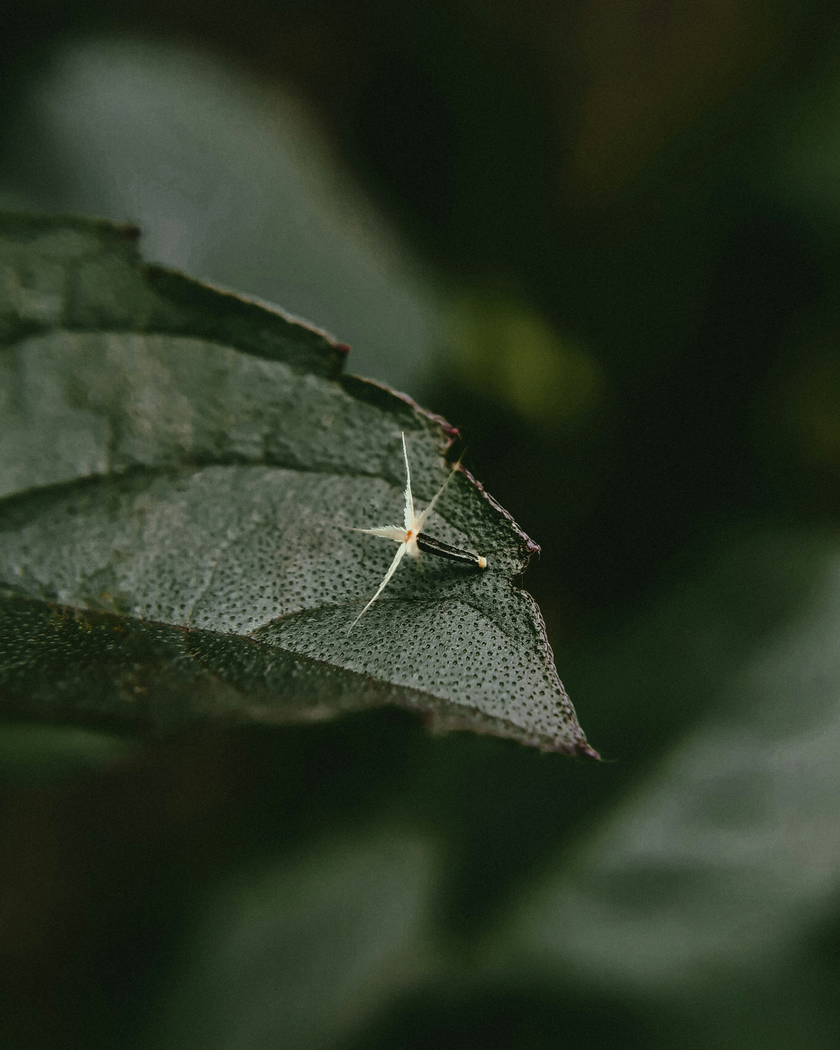 Delicate insect perched on a textured green leaf, showcasing intricate details of its body against a blurred background.