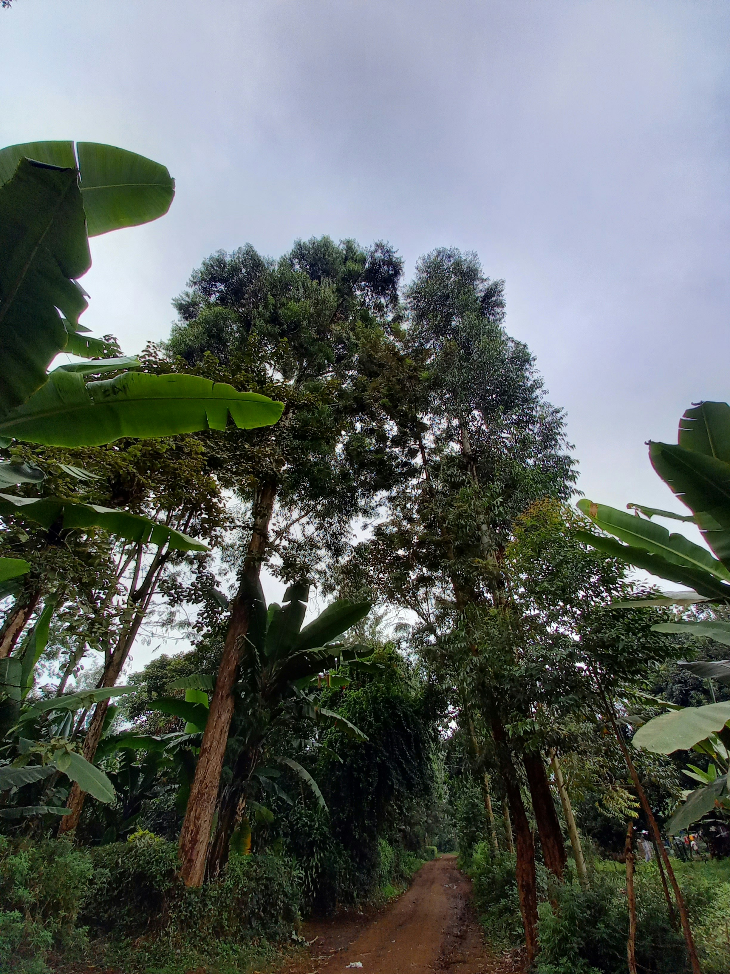 Dirt Trail Beneath a Banana-Leaf Cathedral