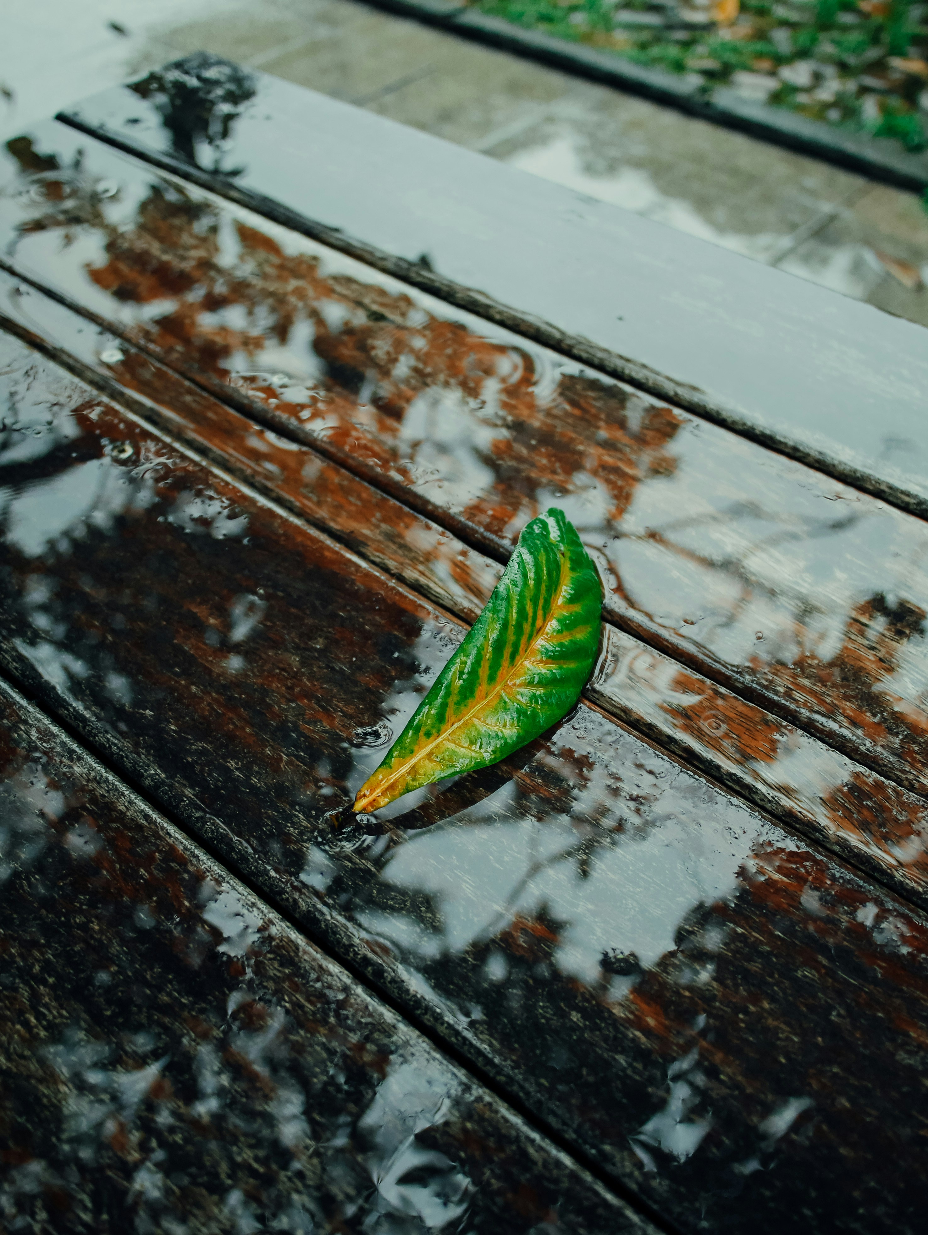 green and black butterfly on brown wooden surface