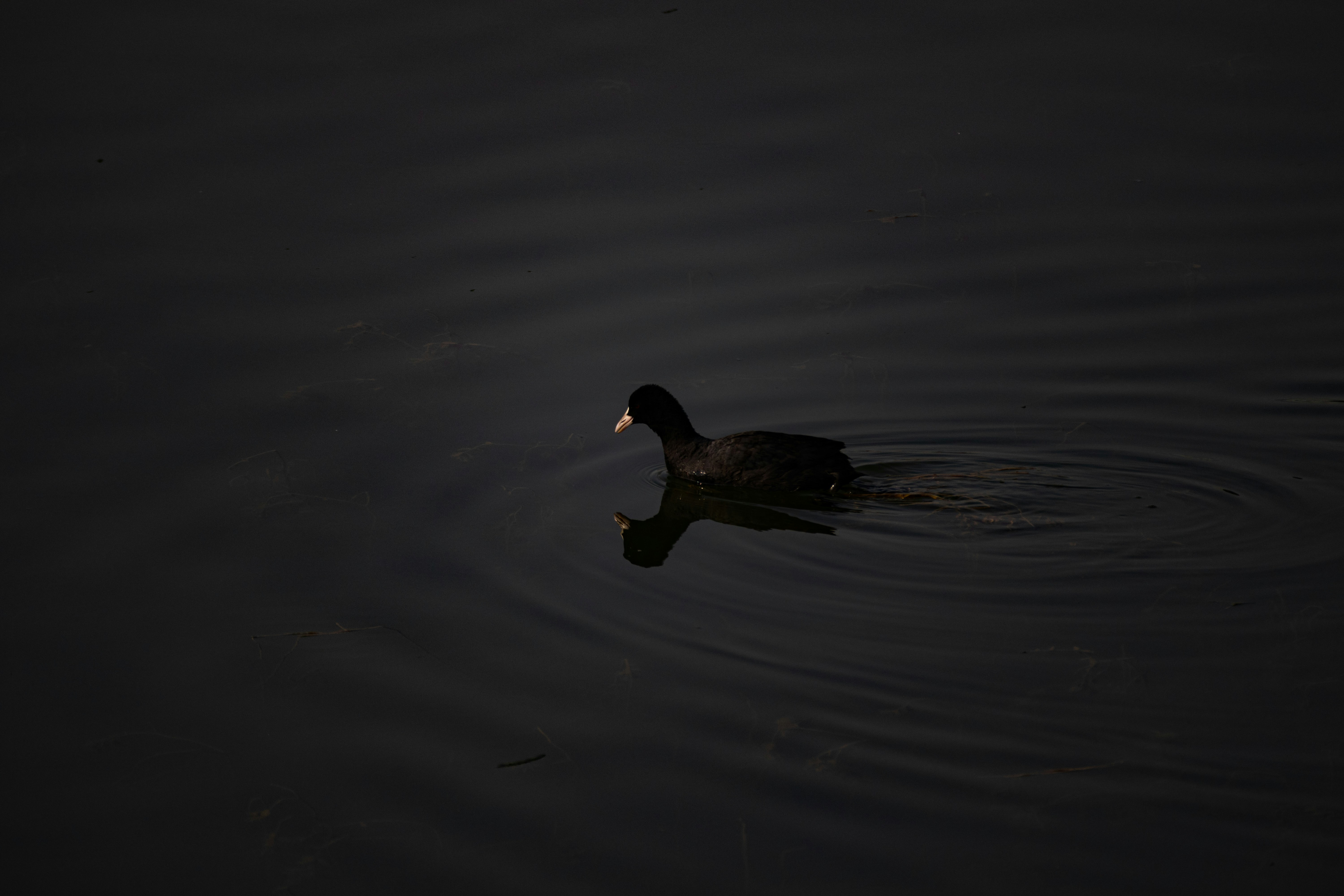 Nocturnal Glide: A Lone Duck Tracing Quiet Ripples on Dark Water