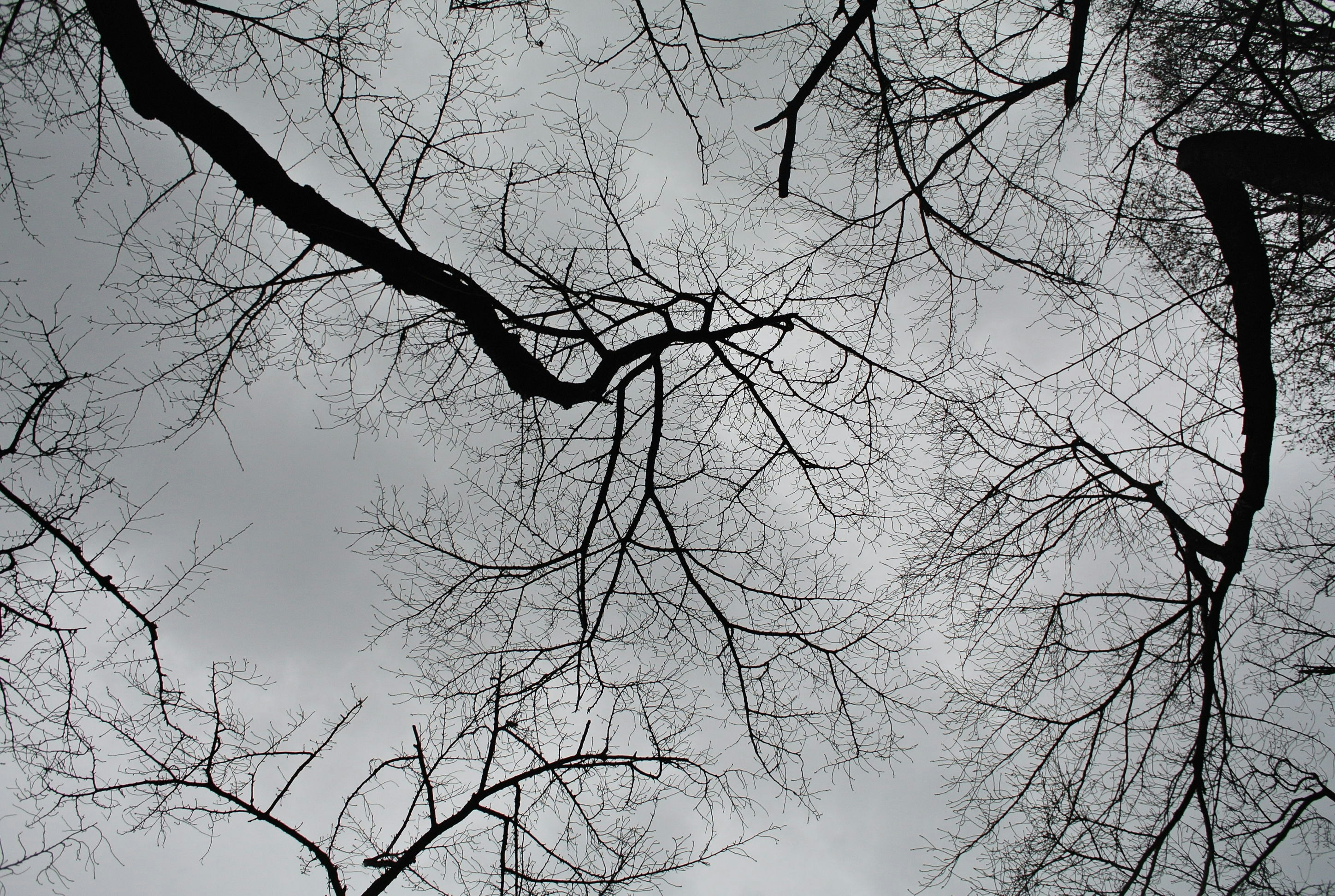 Bare tree branches intertwine against a moody sky, creating a stark silhouette that evokes the essence of winter's grip.