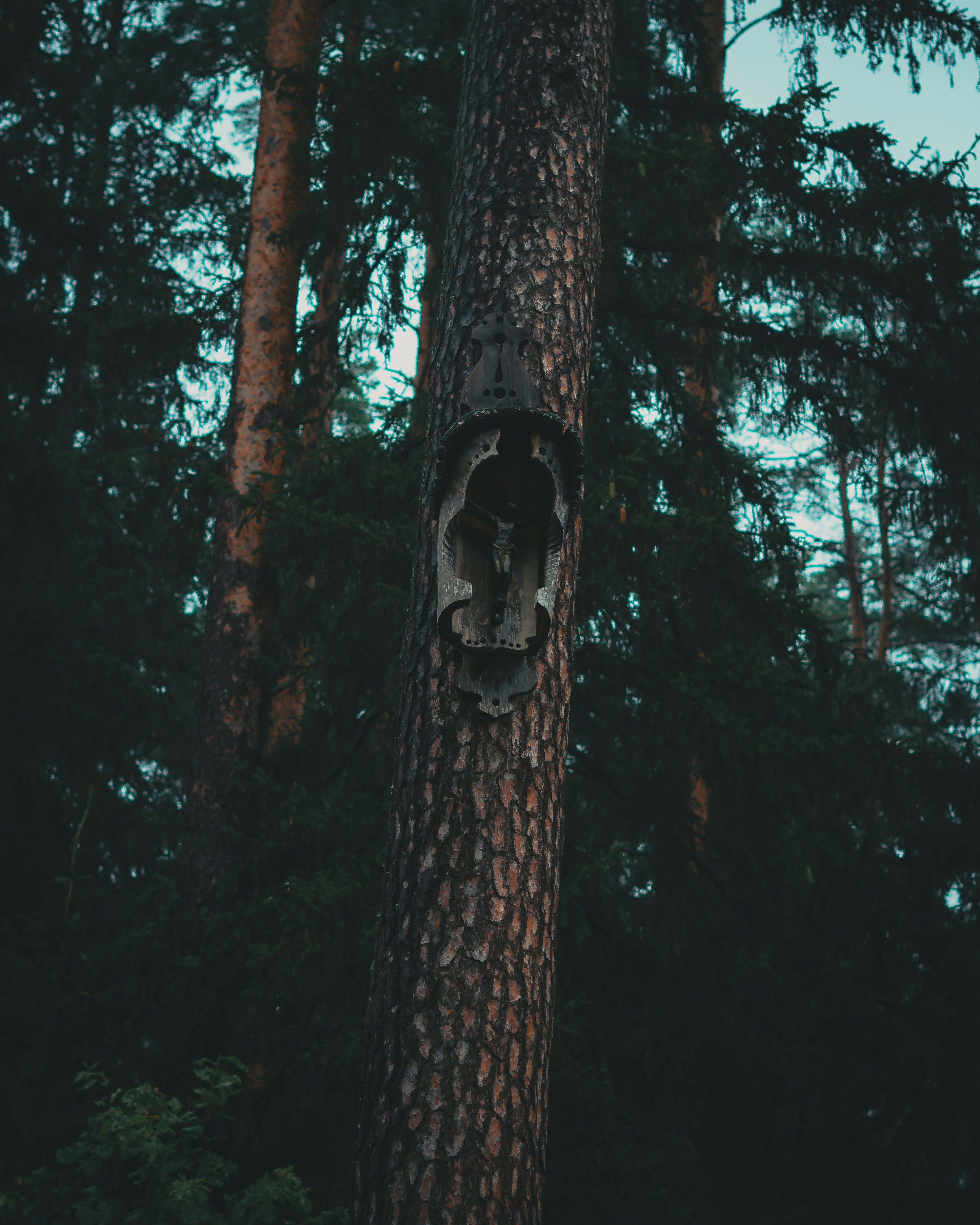 Hollow Sentinel: a carved doorway in a weathered pine trunk