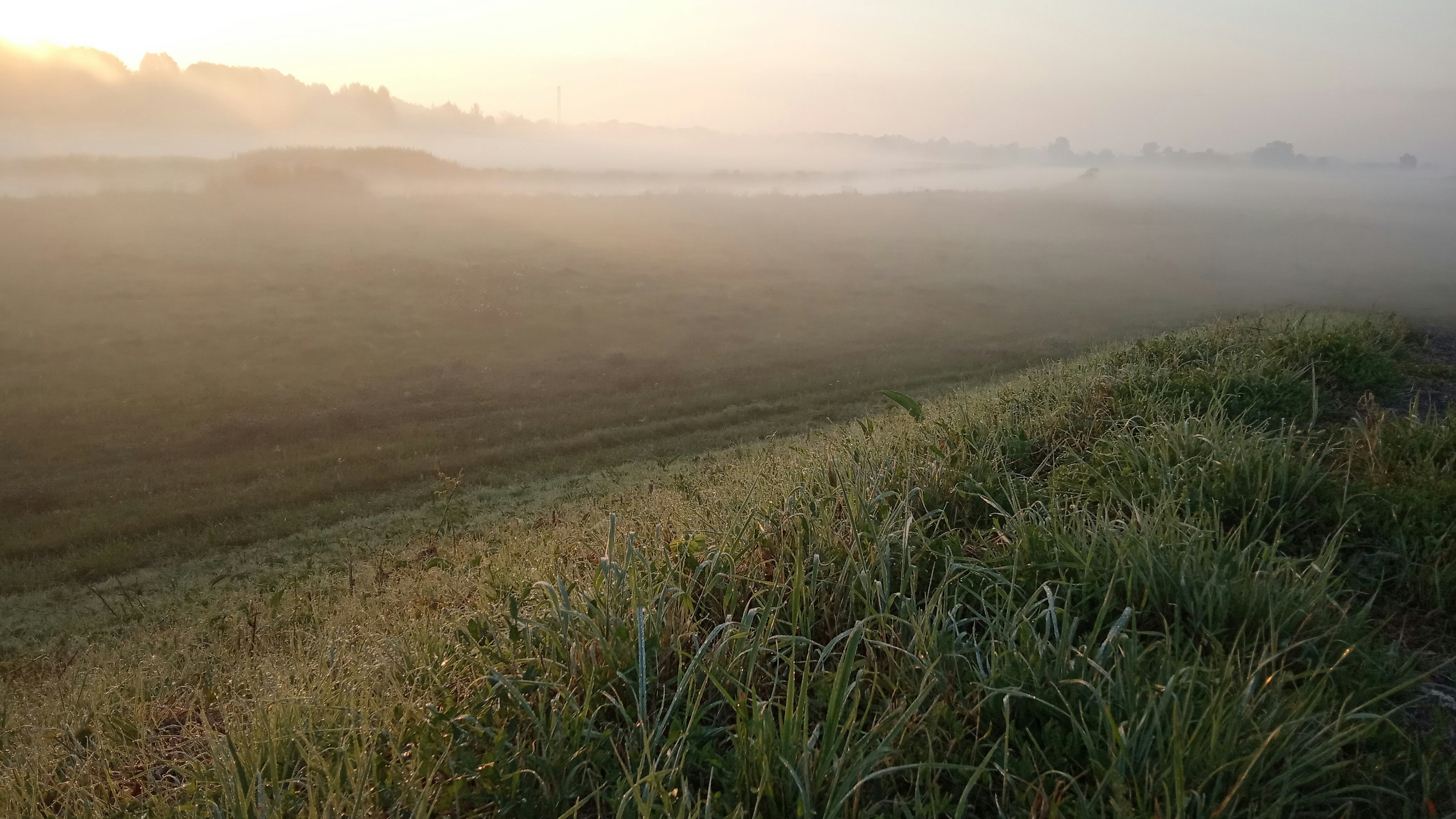 A serene meadow enveloped in morning mist, with dew-kissed grass glistening under the soft light of dawn.