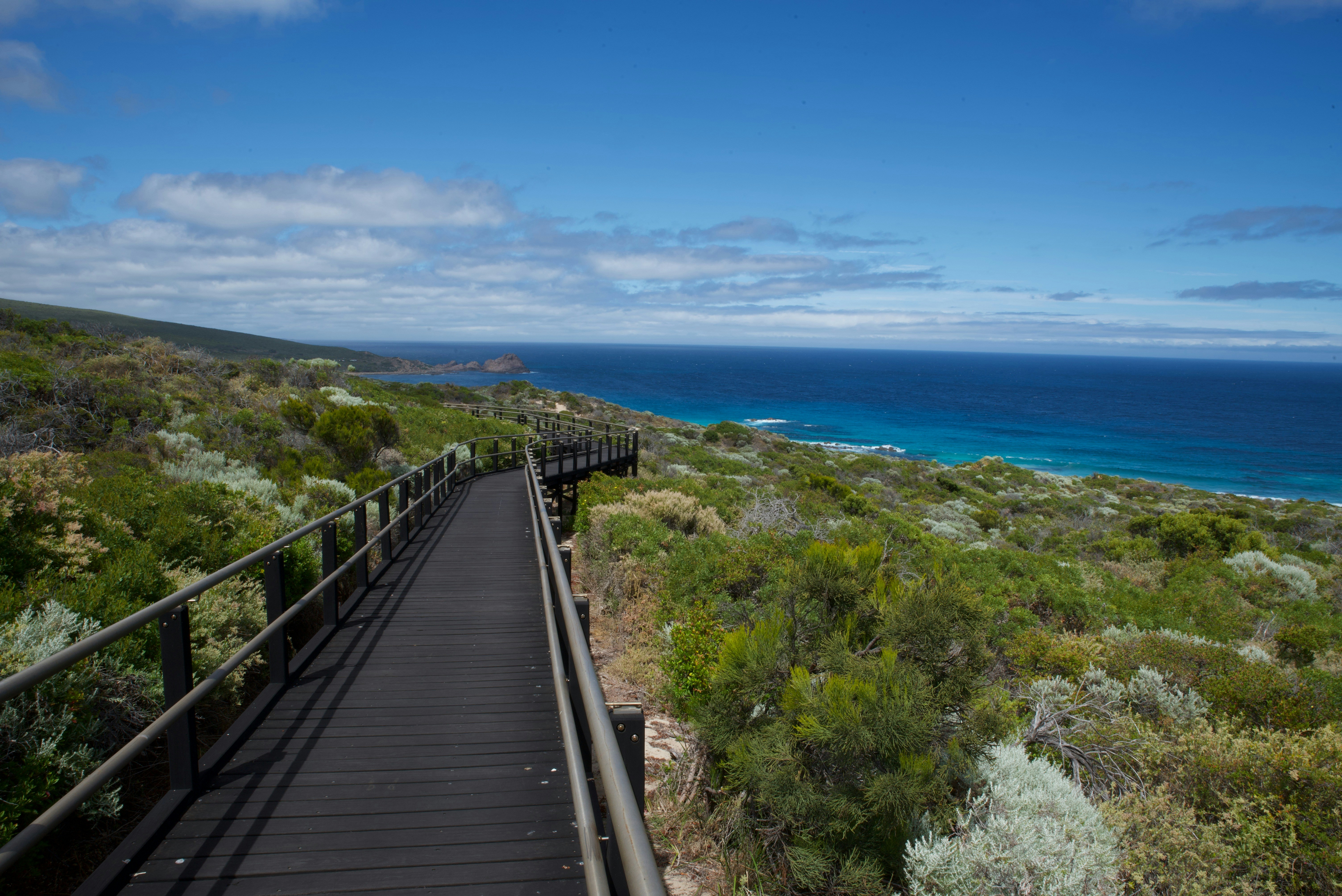 Boardwalk to the Open Ocean: Coastal Scrub Leading to a Blue Horizon