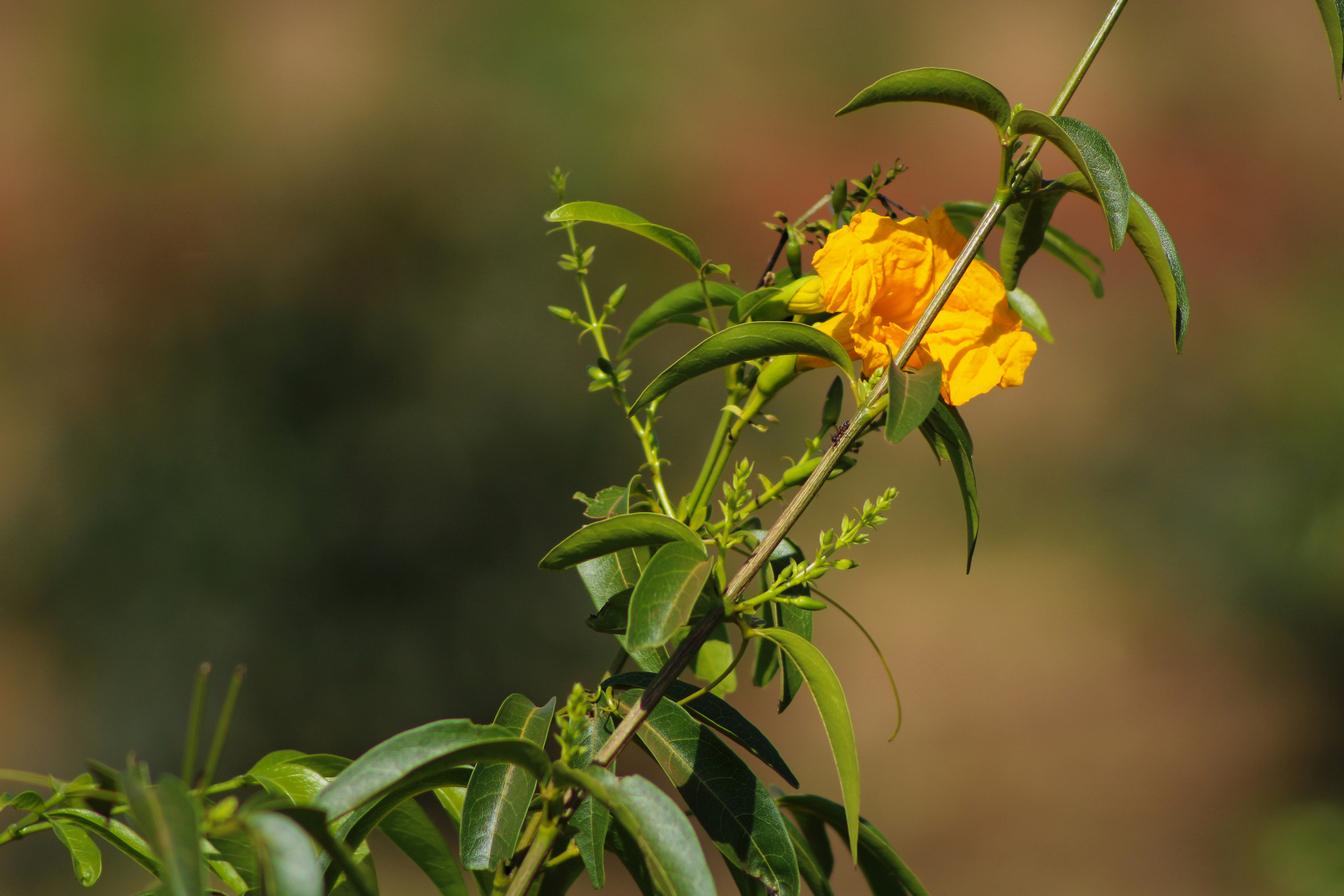 Golden Bloom on a Winding Green Stem