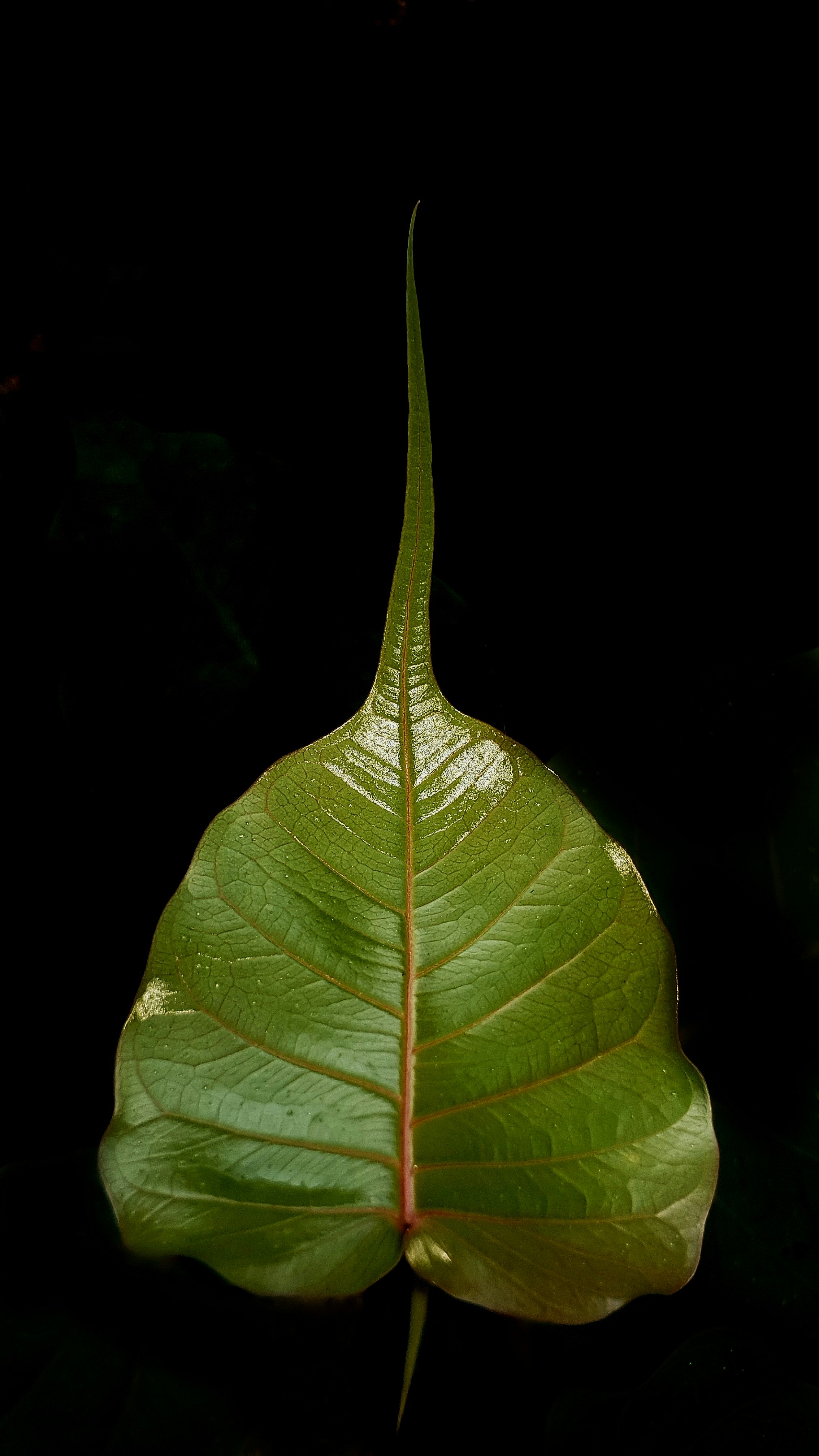 Verdant Spine Rising from Darkness