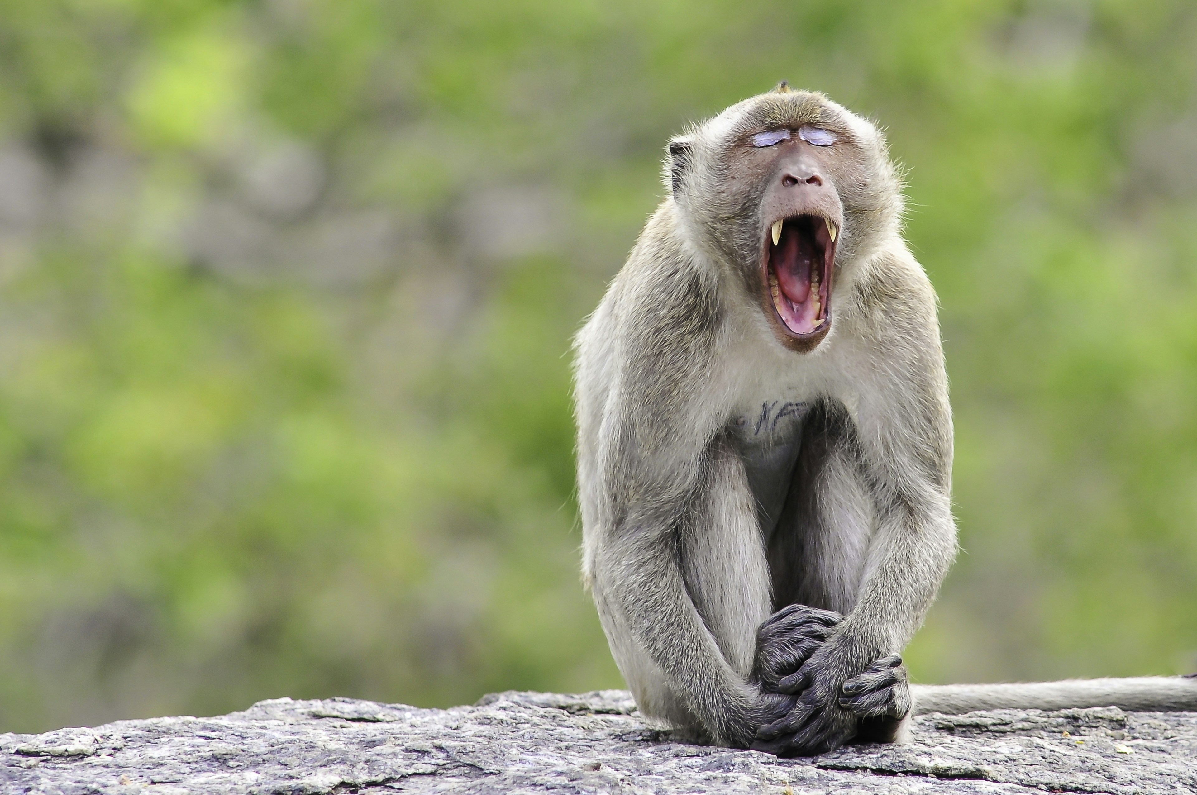 Doctor Monkey Boo Tv Battle Two Pictures | Download Free Images on Unsplash