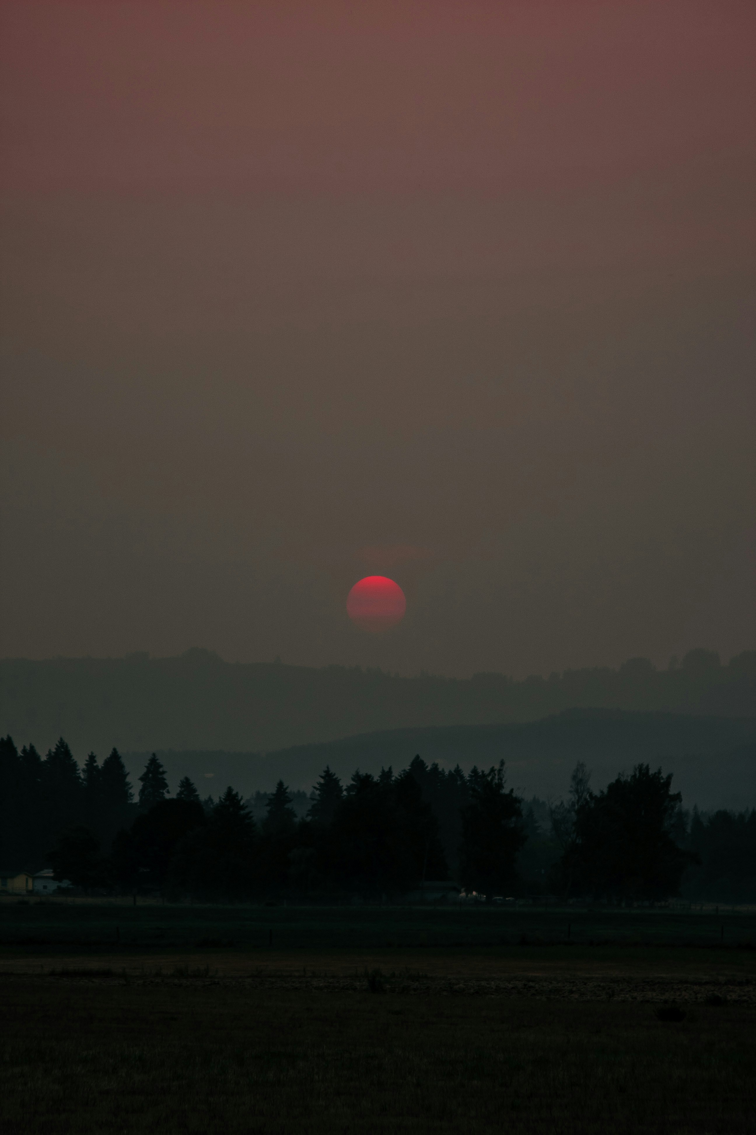 Green trees under red sky photo – Free Green Image on Unsplash