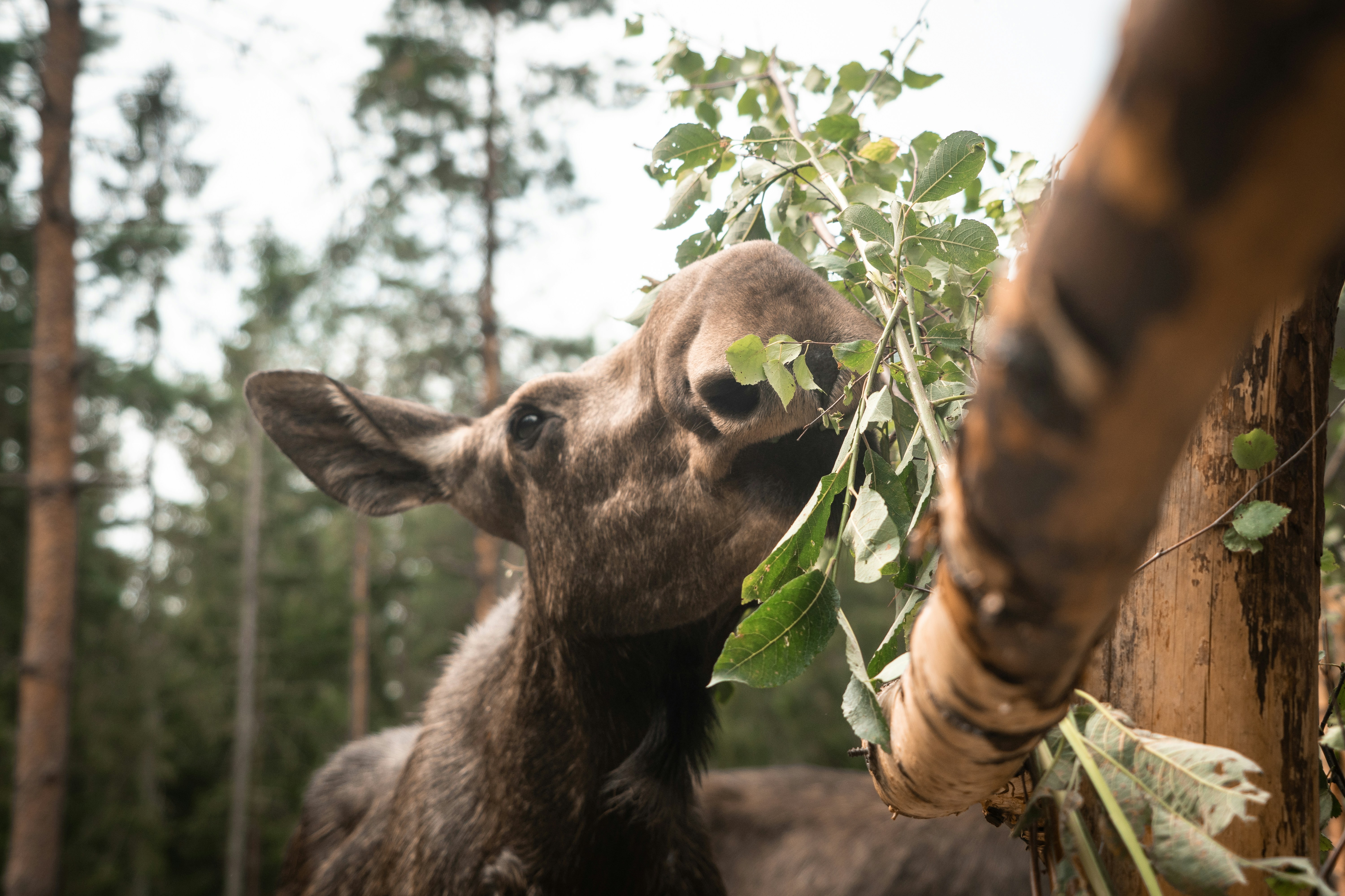 Leaf-Lunch at the Pines: Moose at the Forest Edge