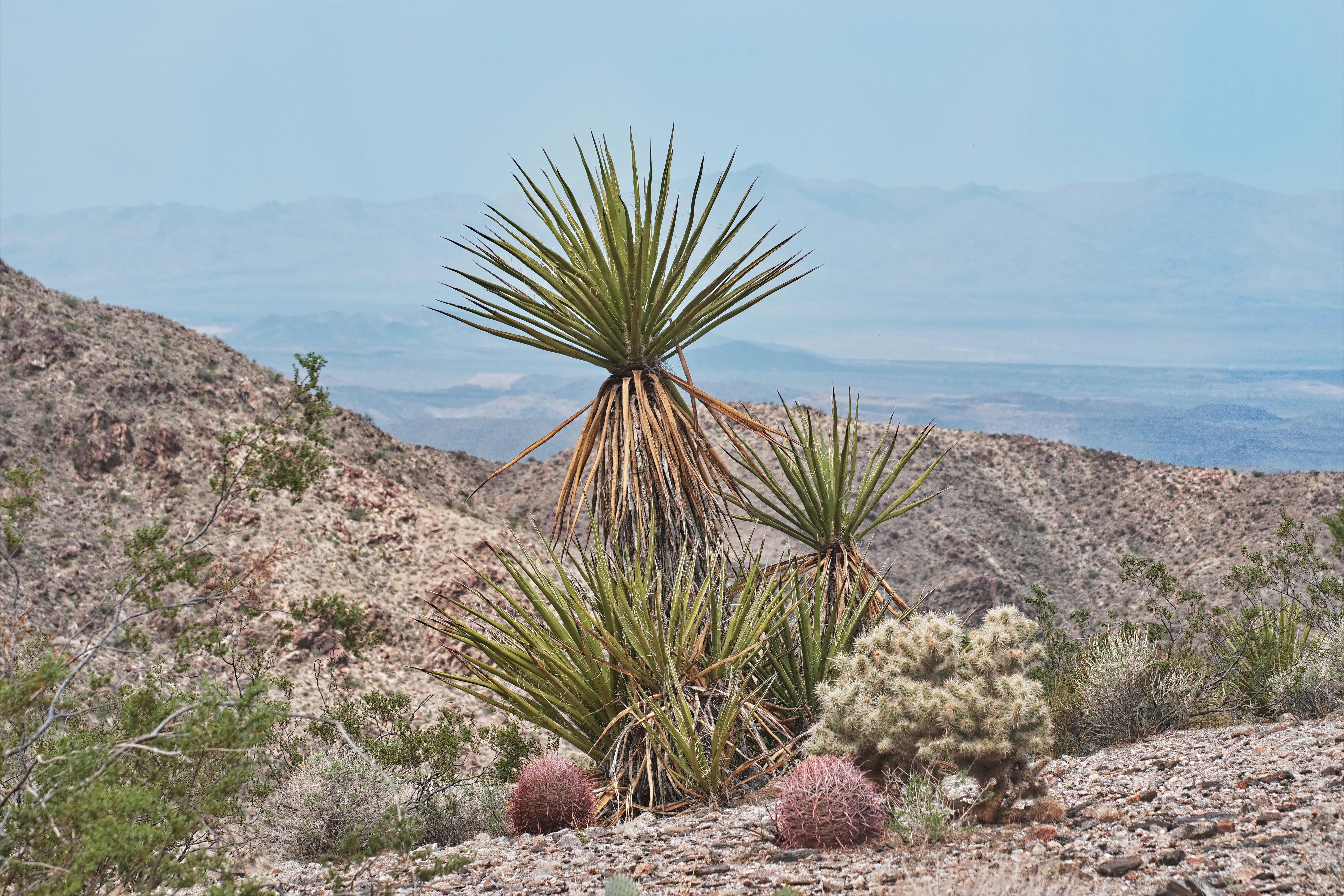 Green plant on rocky hill near body of water during daytime photo ...