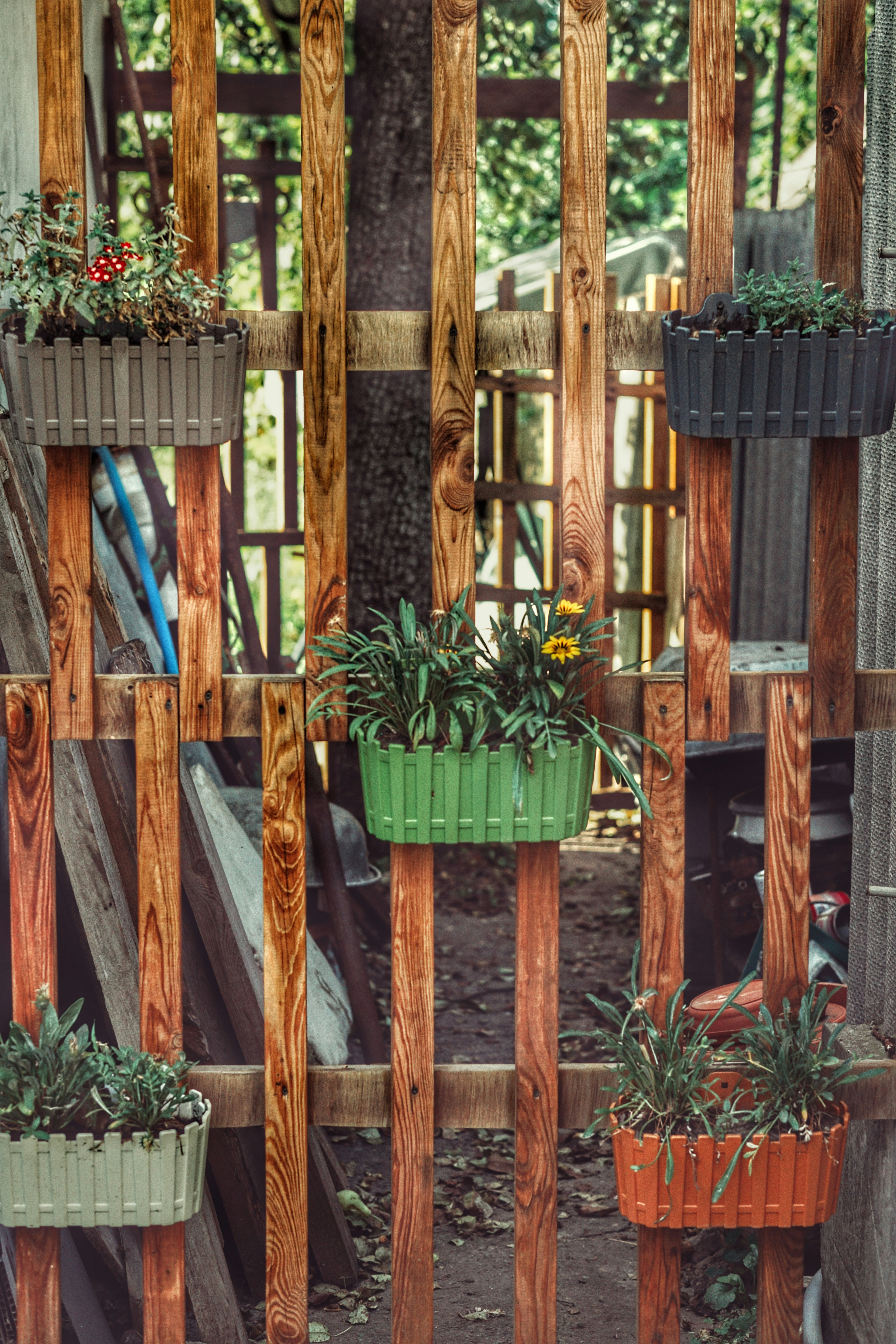 Colorful planters filled with vibrant plants are arranged on a wooden trellis, showcasing a blend of nature and rustic design.