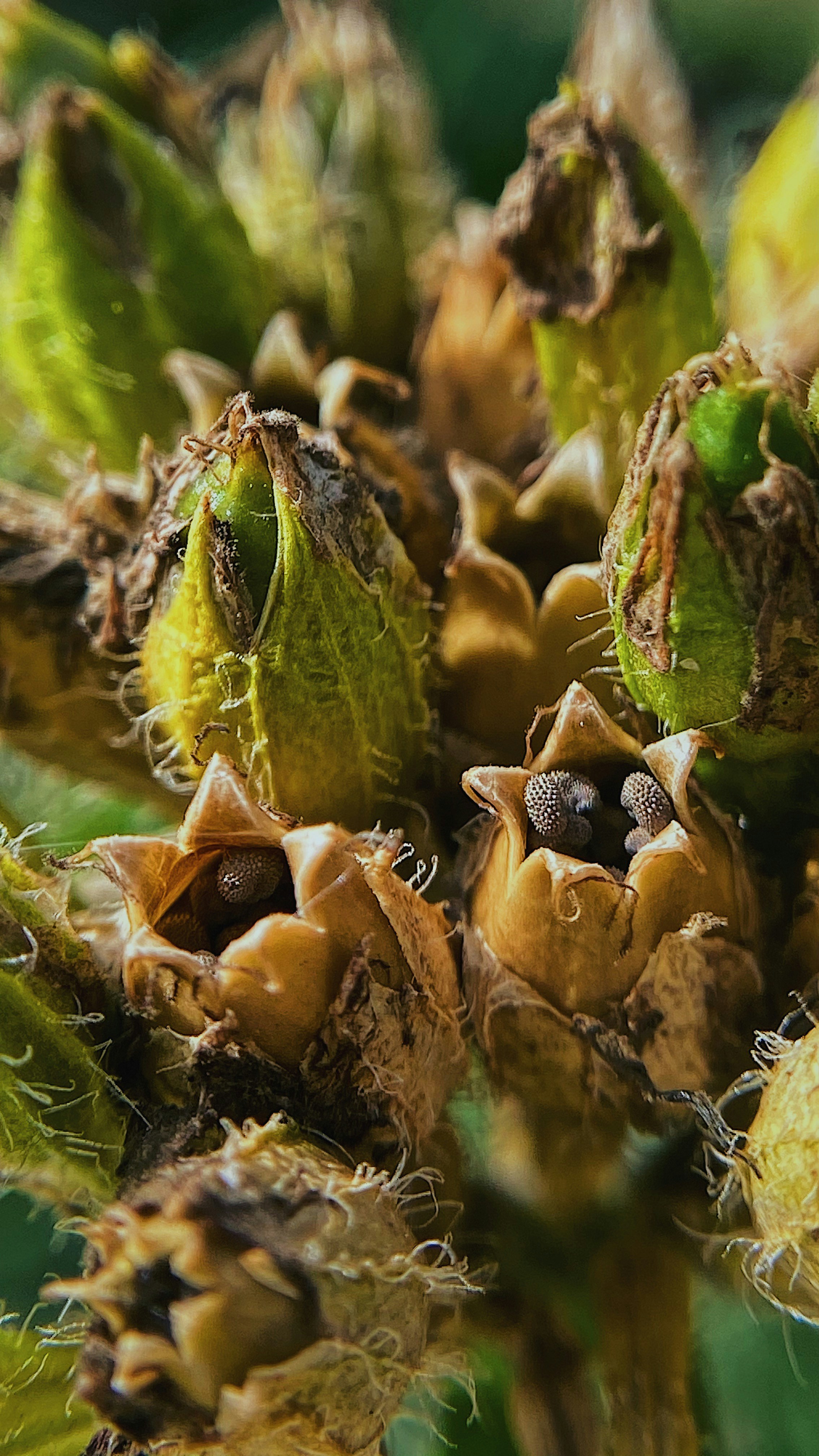 Foto Cogollo de planta marrón y verde – Imagen Planta gratis en Unsplash