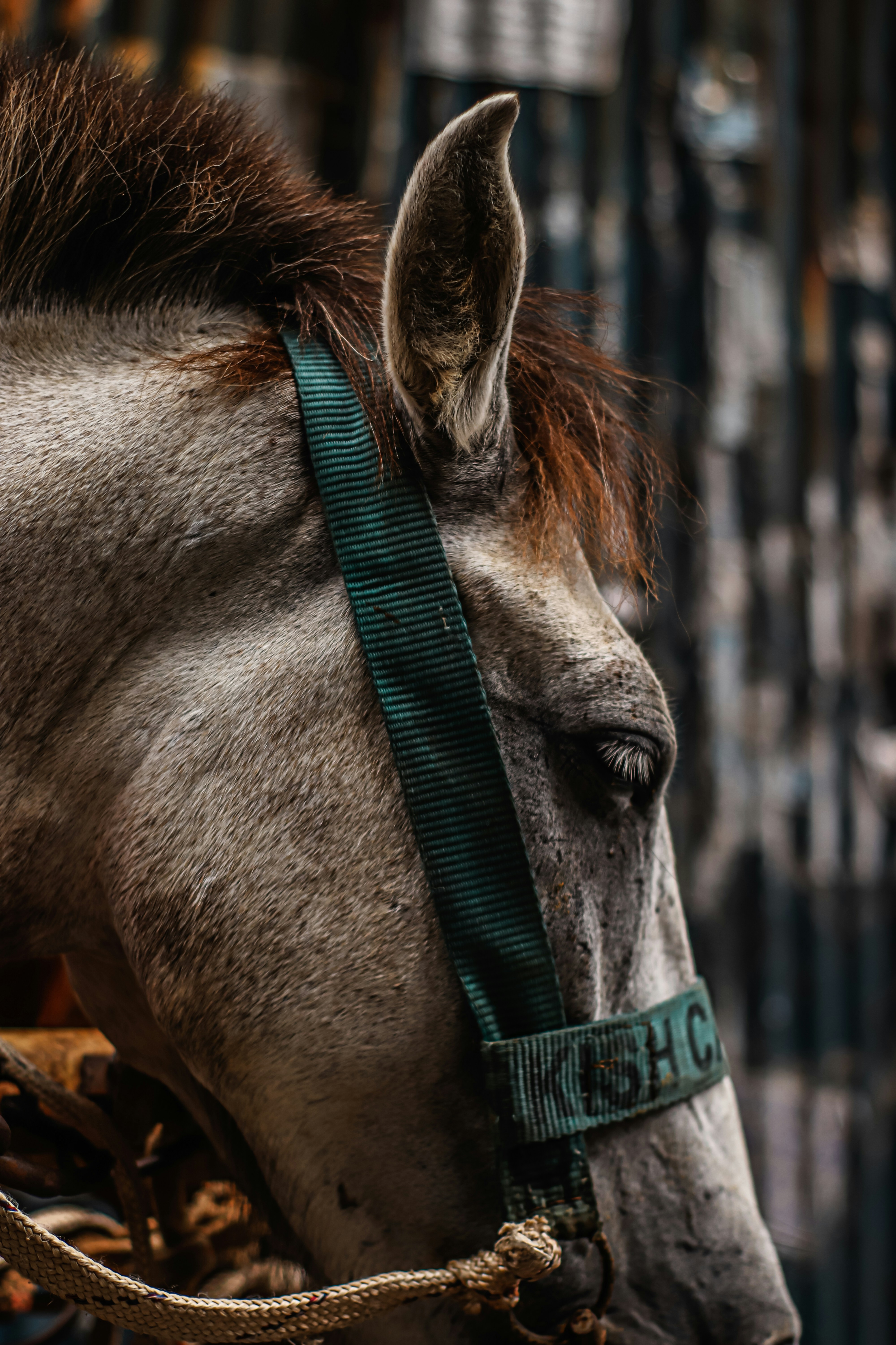 Close-up of a calm horse with a teal halter in a shadowed stable