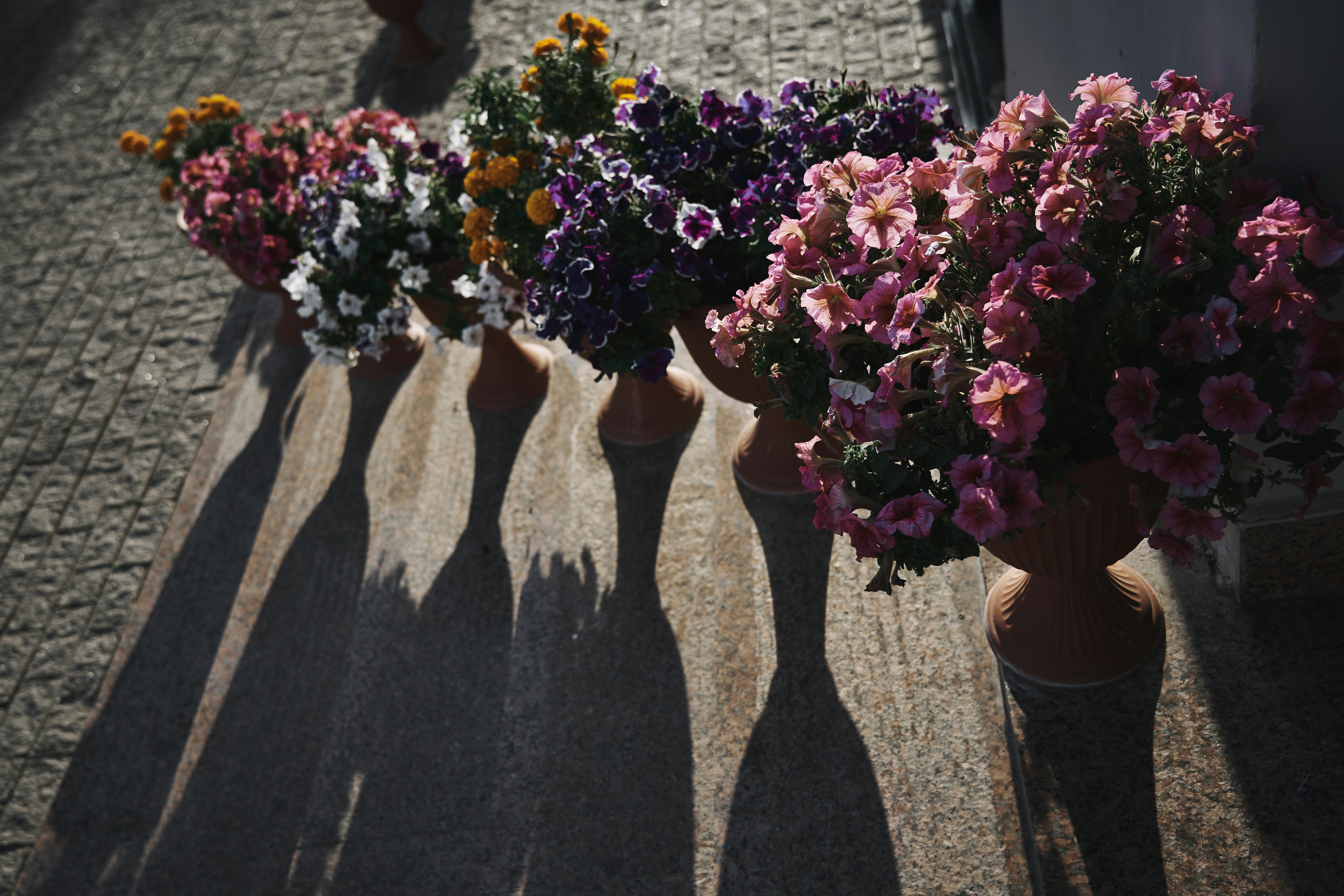 Bloom Row Under Low Sun: Flower Baskets and Long Shadows