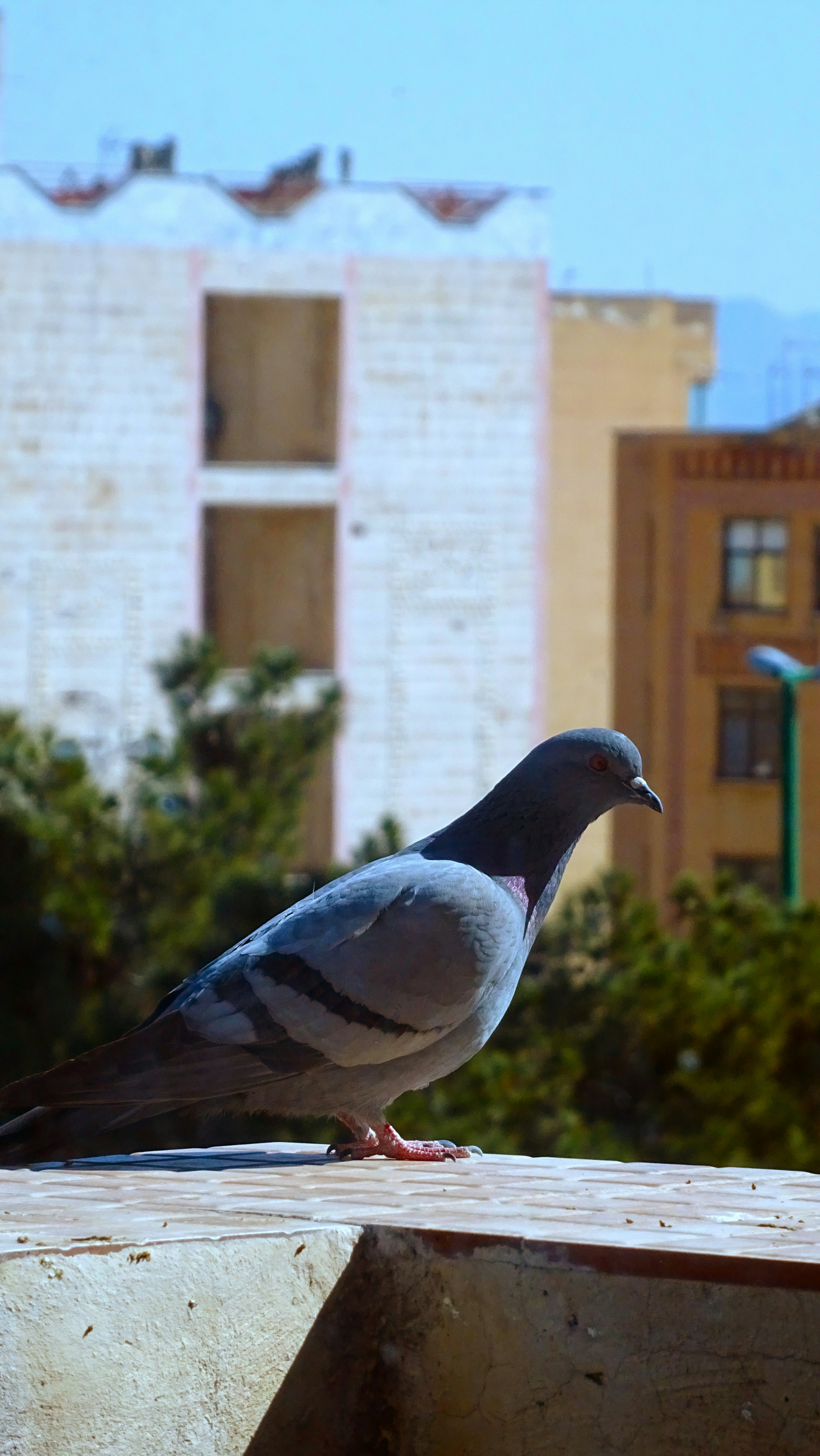 Pigeon perched on a sunlit concrete ledge with a softly blurred cityscape backdrop.