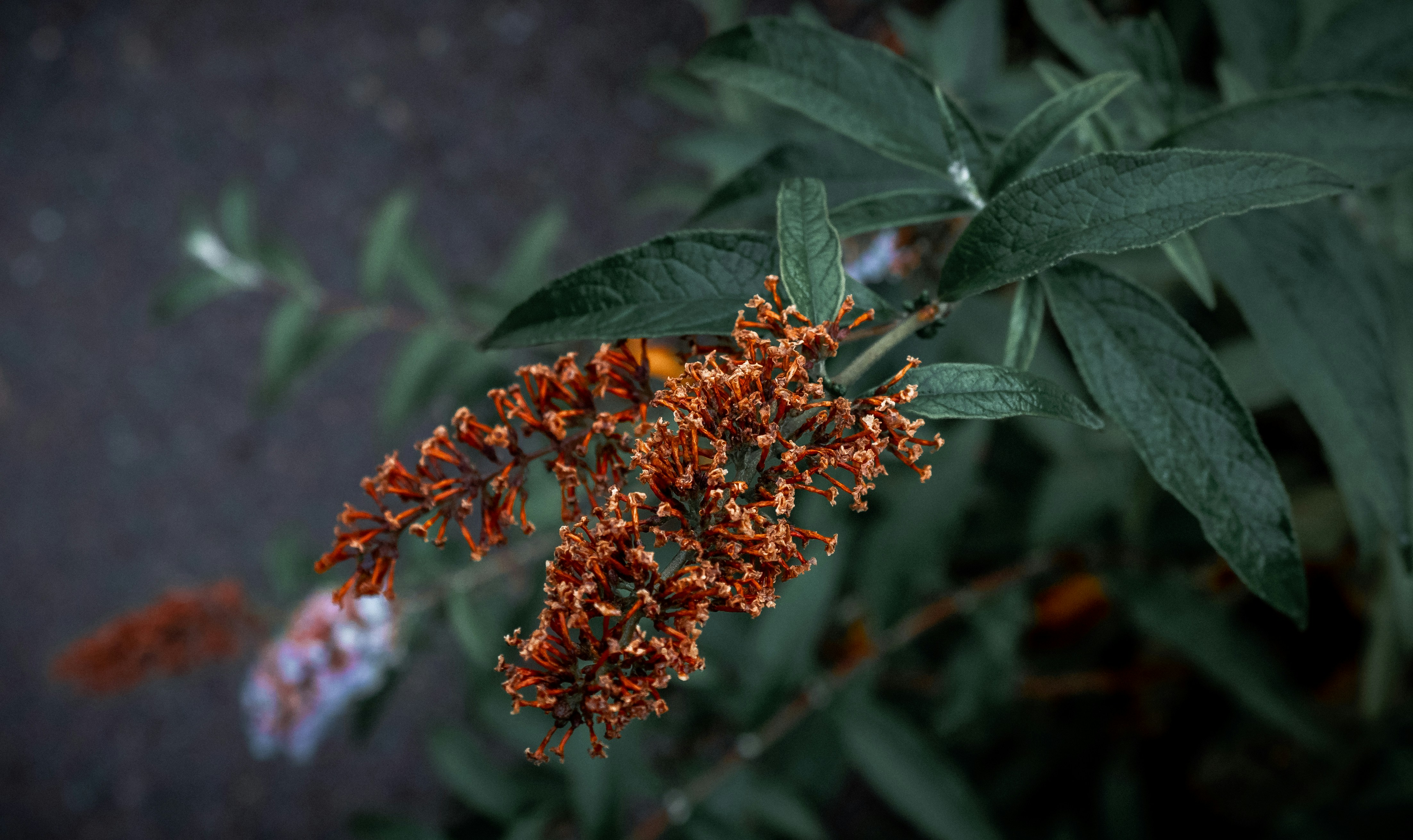 Ember-Touched Inflorescence in a Verdant Backdrop