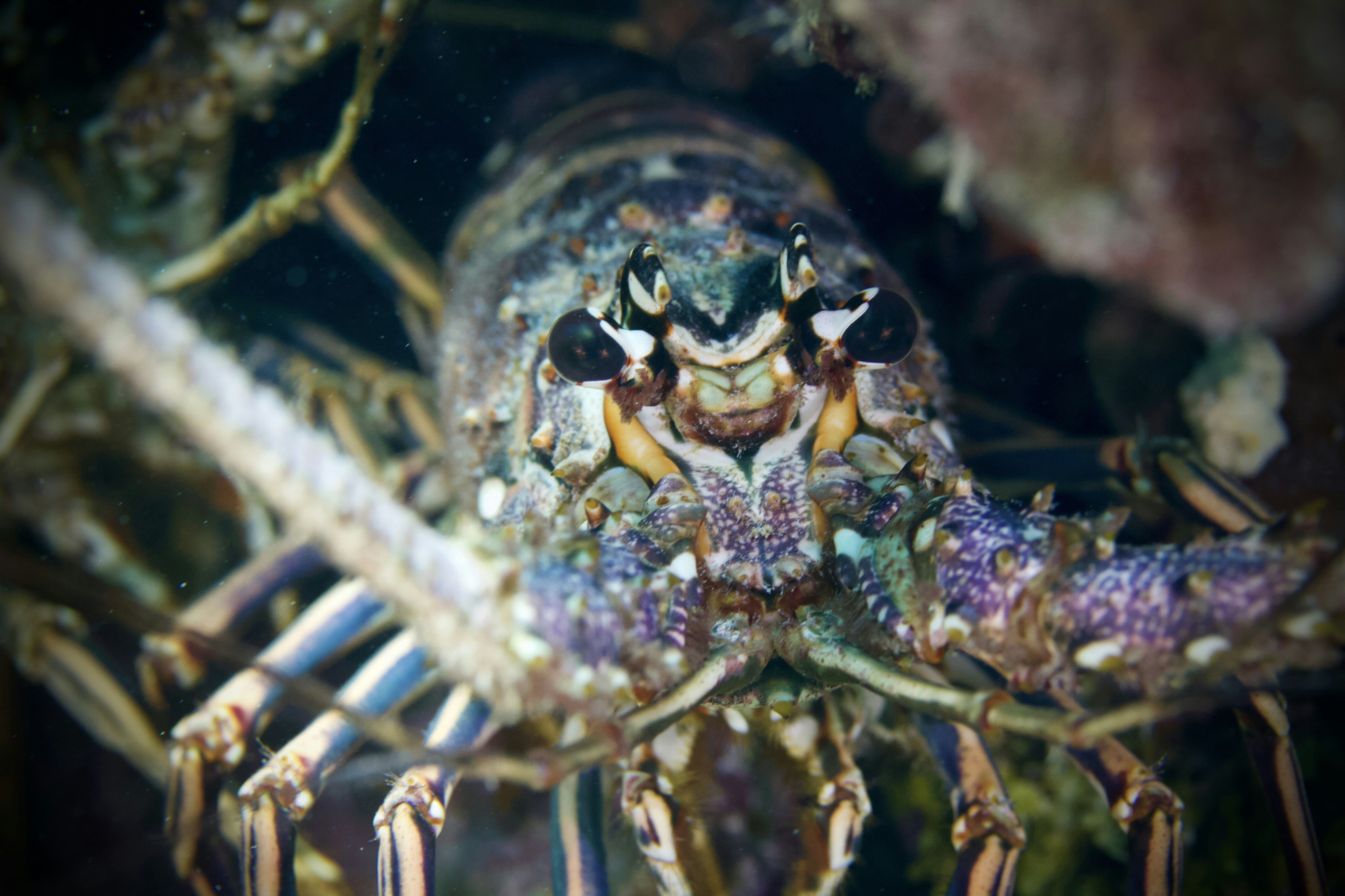 A vibrant lobster peering from its rocky underwater habitat, showcasing intricate details of its shell and expressive eyes.