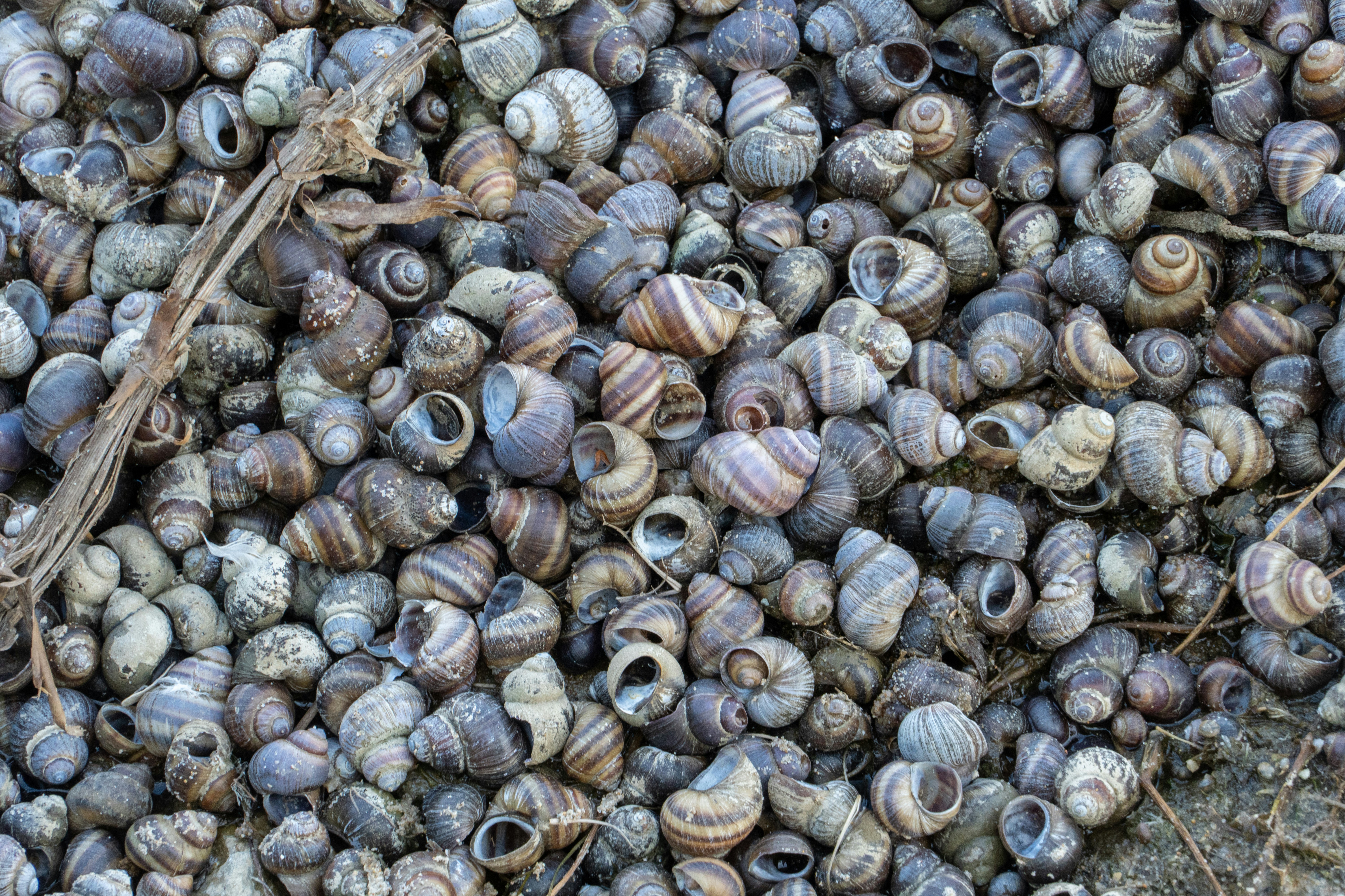 Shelled Mosaic: A Macro Close-Up of Ground-Dwelling Snail Shells