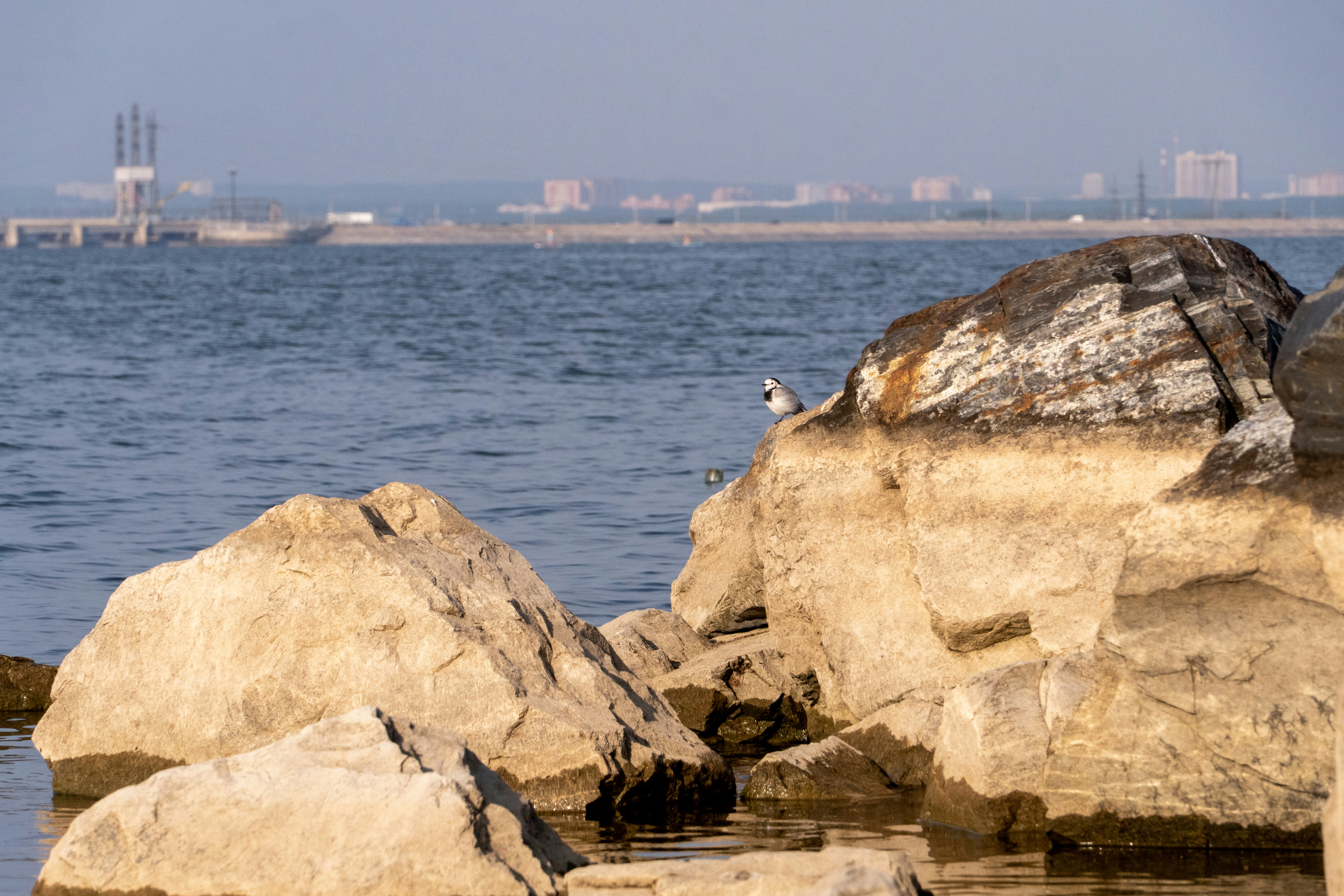 A solitary bird perched on a rock near the water's edge, with distant city buildings visible in the background. The scene captures a tranquil coexistence between nature and urban life.