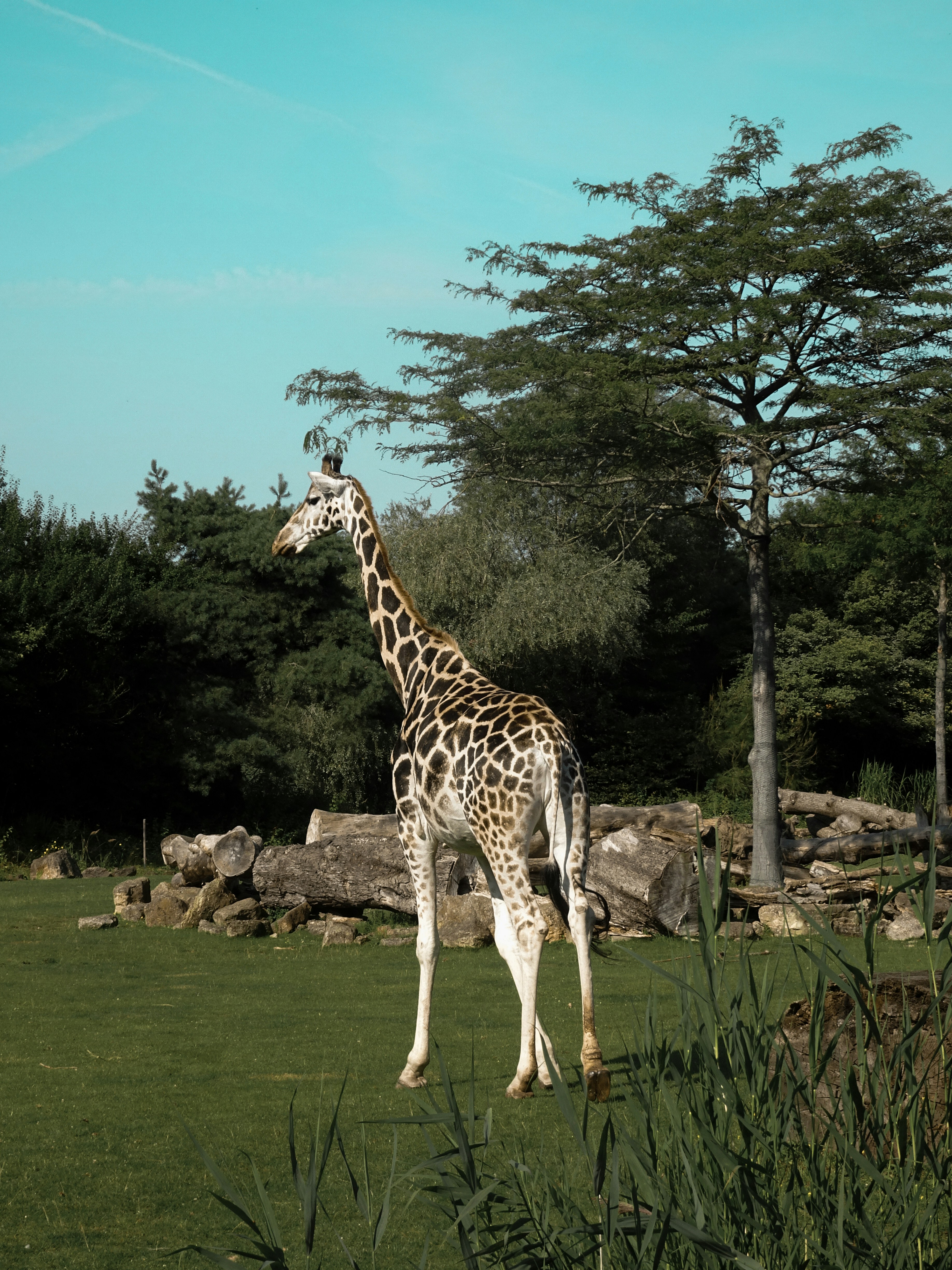 A giraffe stands gracefully in a serene landscape, surrounded by greenery and logs, showcasing its unique patterns and stature.