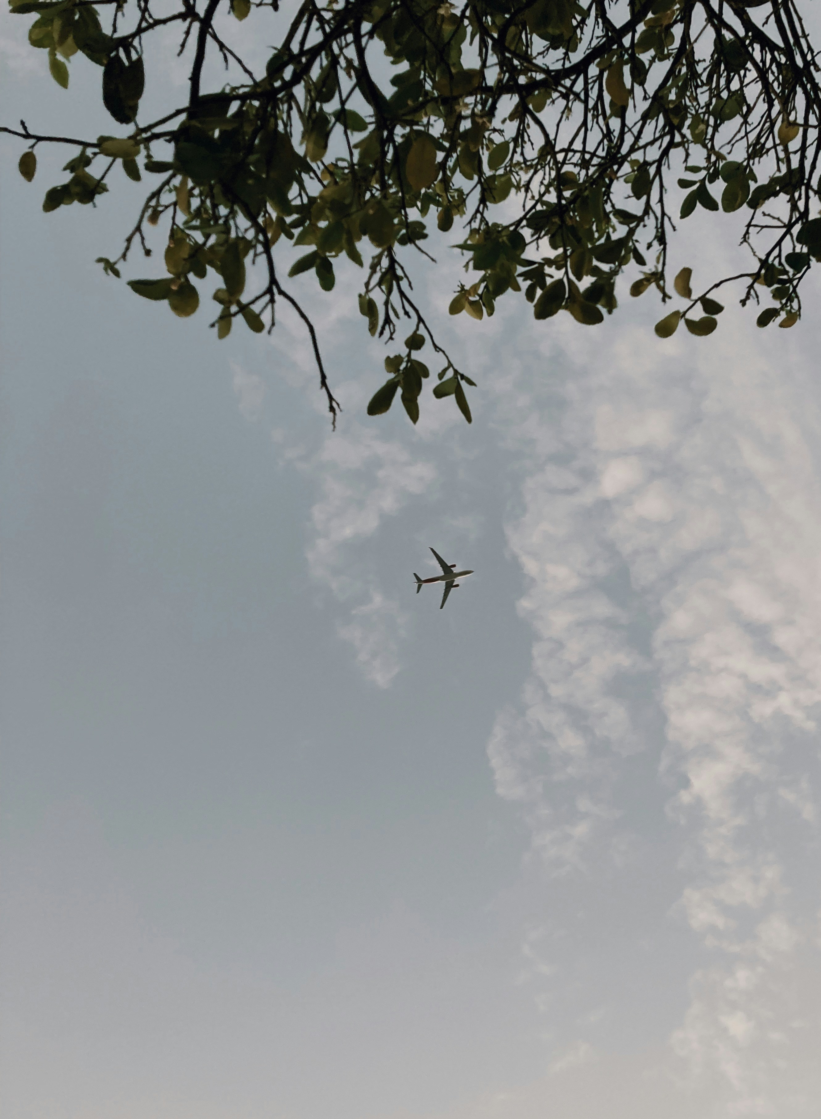 Airliner Crossing an Open Sky Above a Fringed Canopy