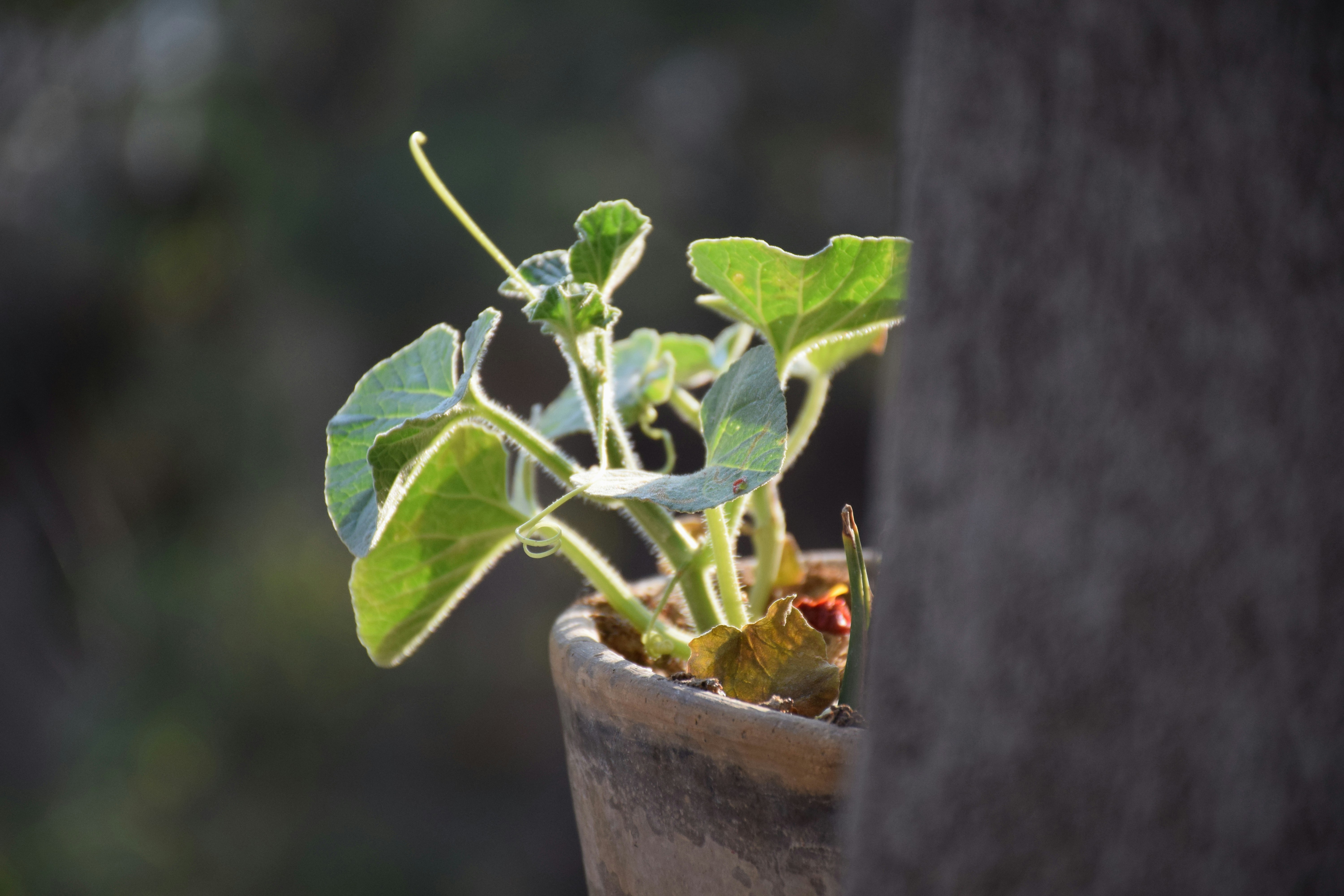 Green Sprout in a Weathered Pot: a close-up against a shadowed trunk