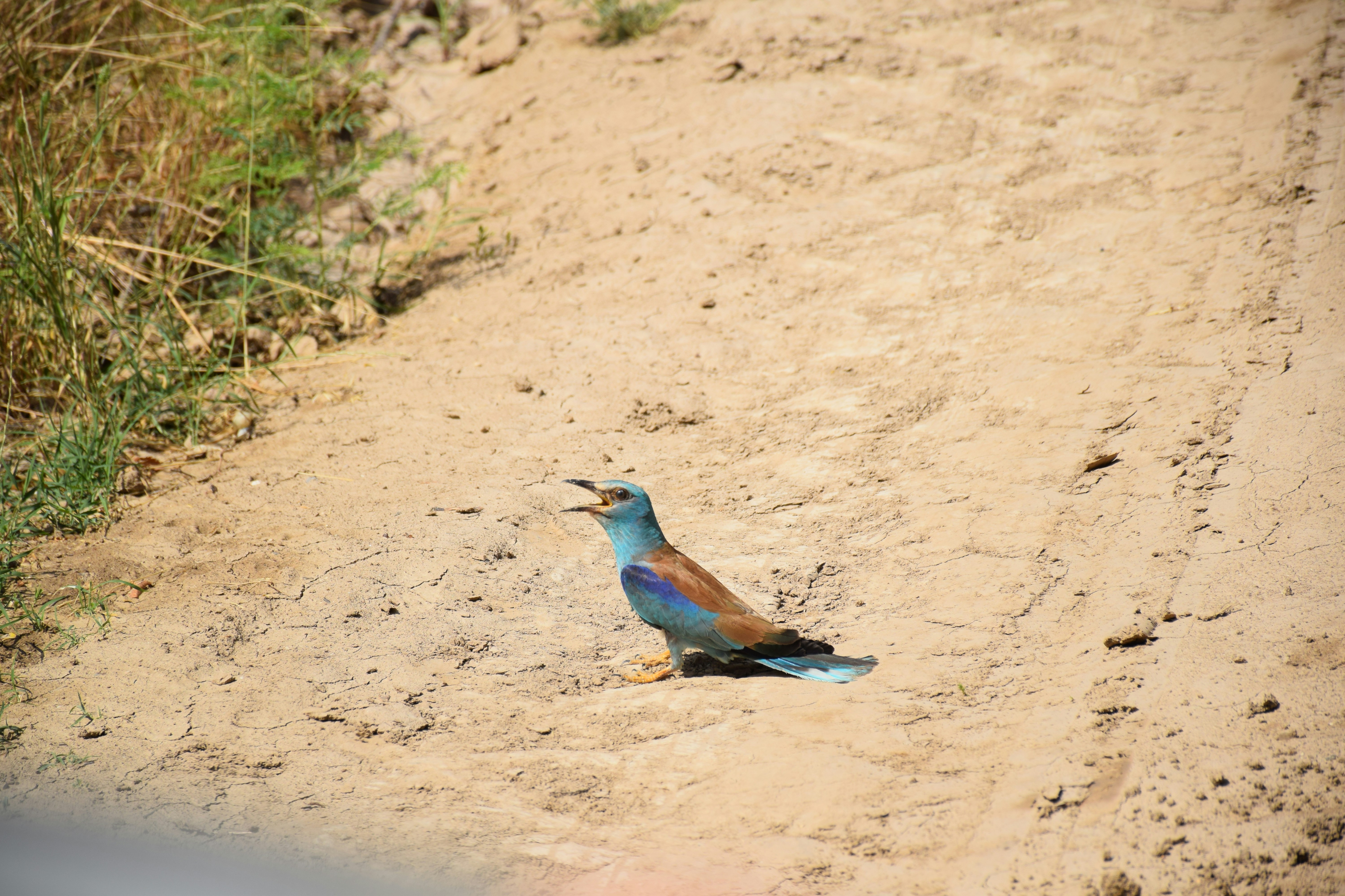 Azure-blue Sandpiper on a sunlit dirt trail