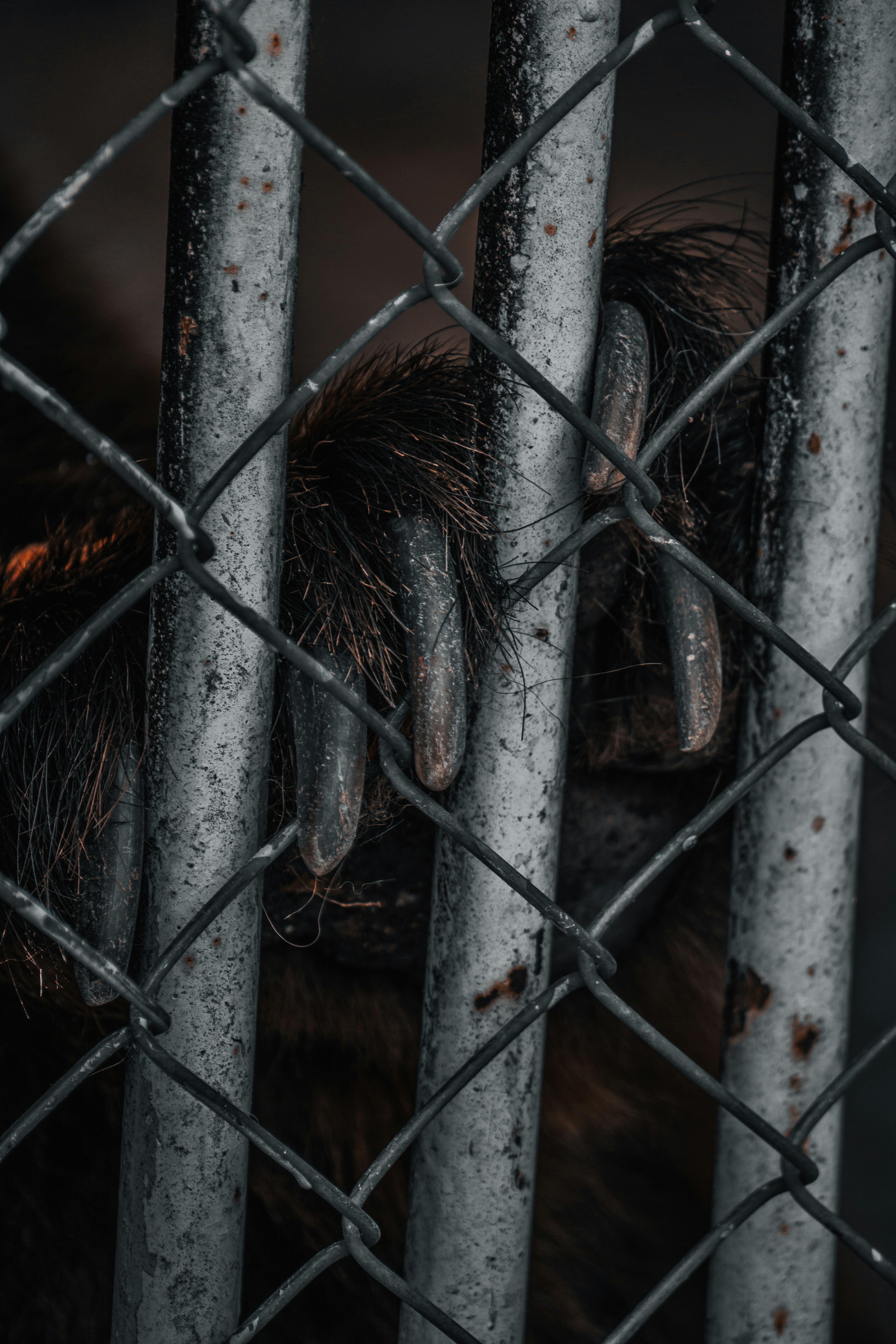 Rusty Grips: Claws on a Chain-Link Barrier