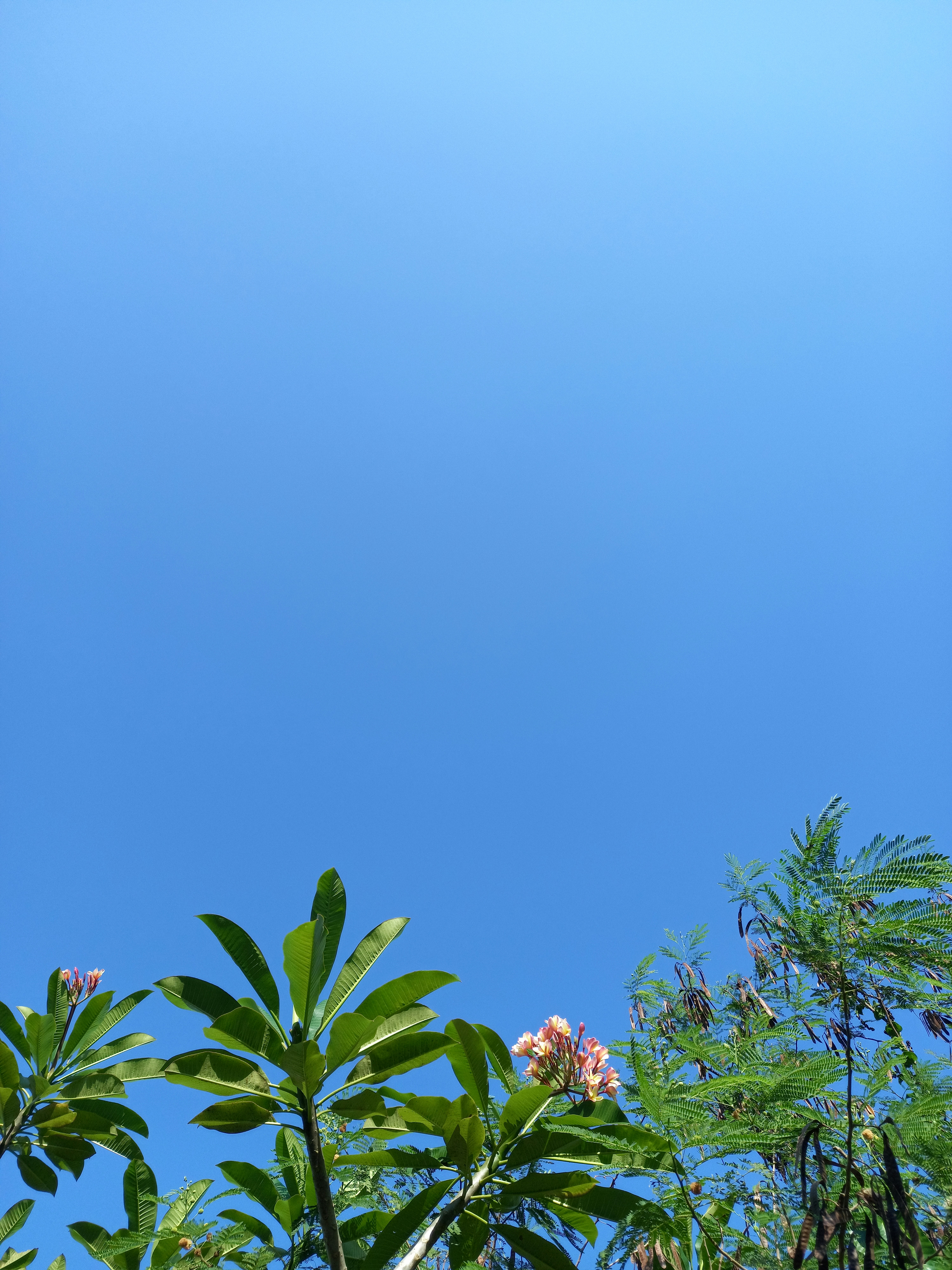 Lush green leaves and delicate pink flowers frame a vibrant blue sky, creating a serene outdoor atmosphere.