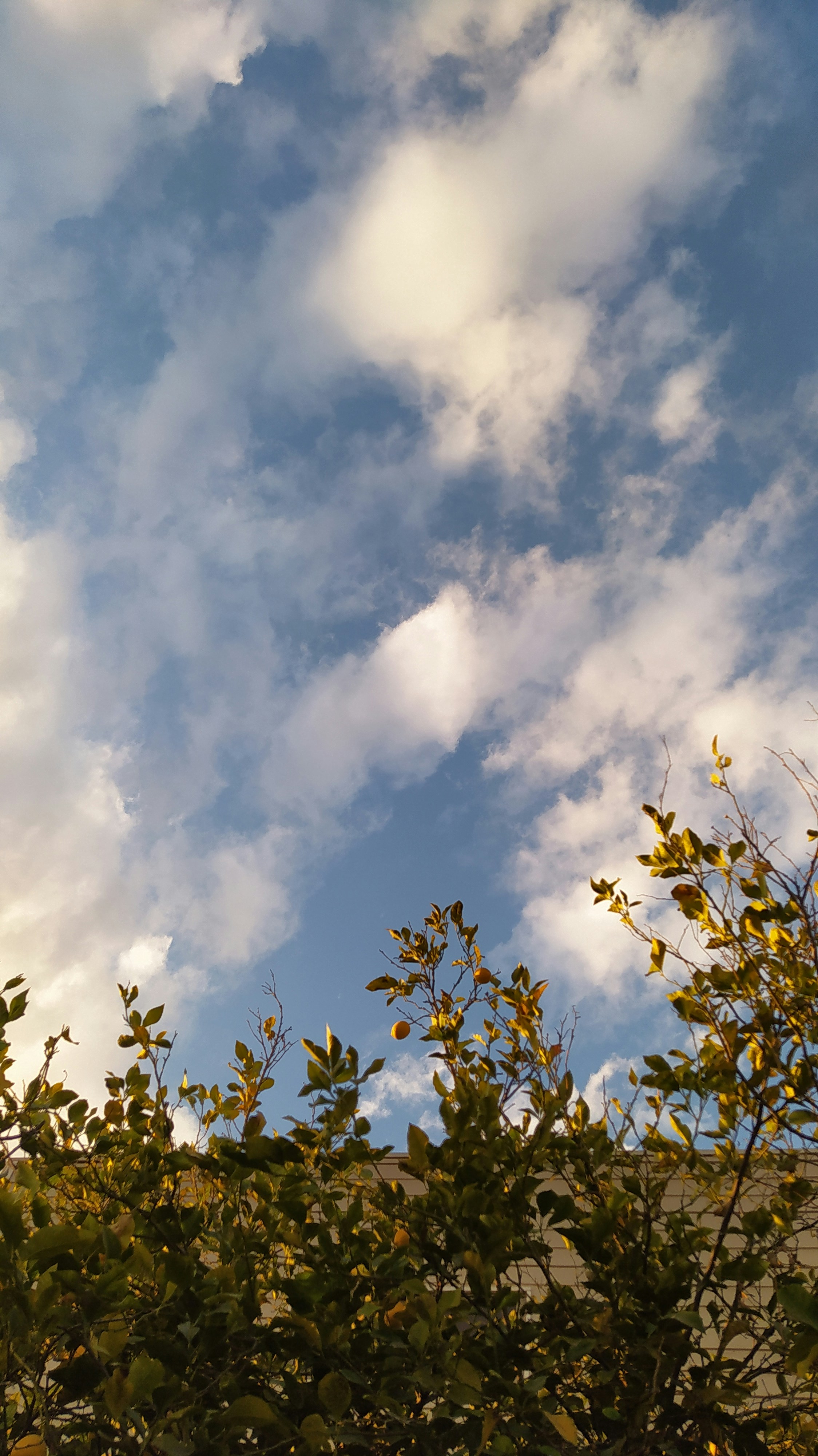 green leaves under white clouds and blue sky during daytime
