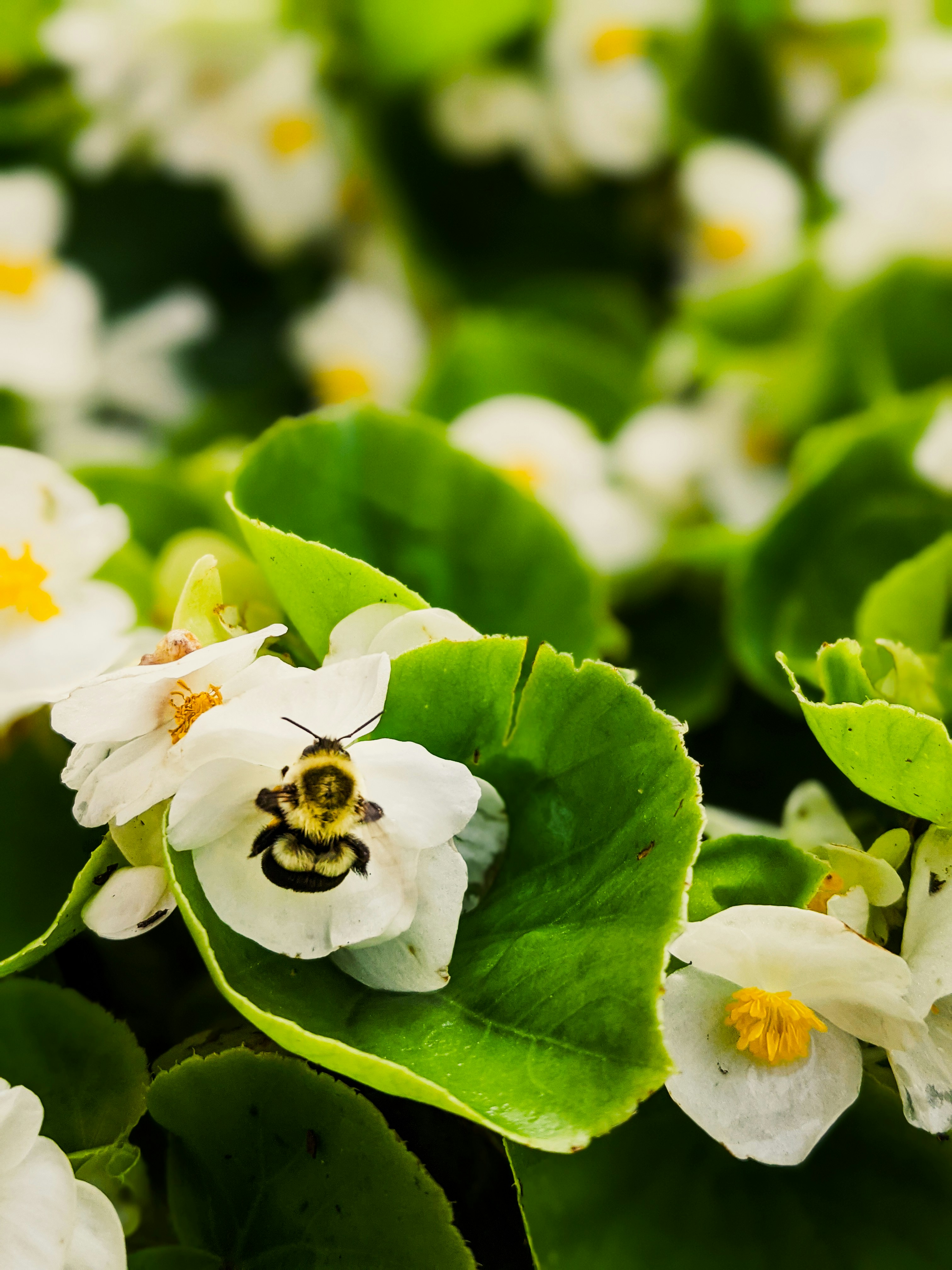 Bumblebee on Begonia: A Sunlit Close-Up Among Verdant Foliage