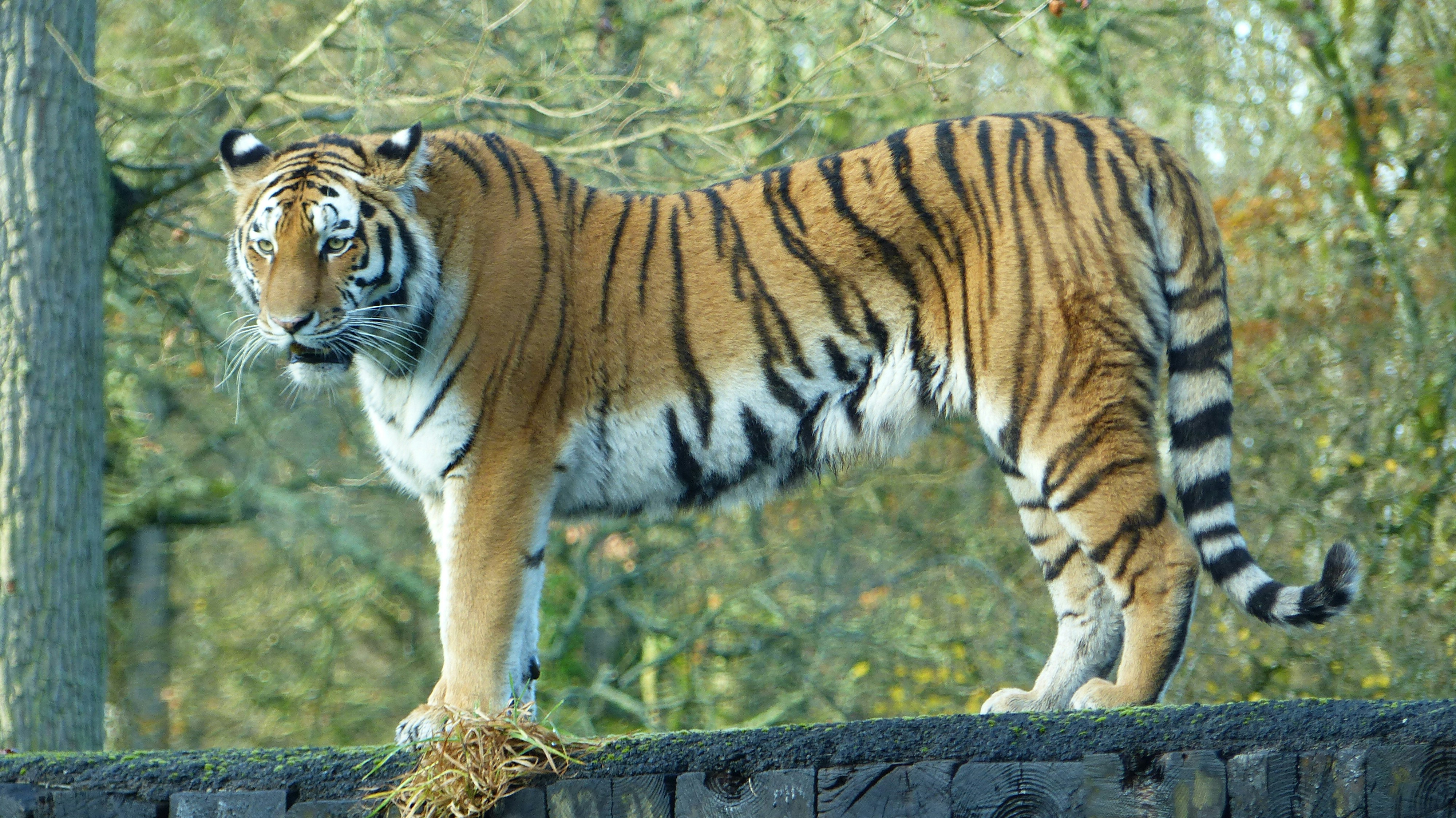 Tiger walking on gray rock during daytime photo – Free Tiger Image on ...