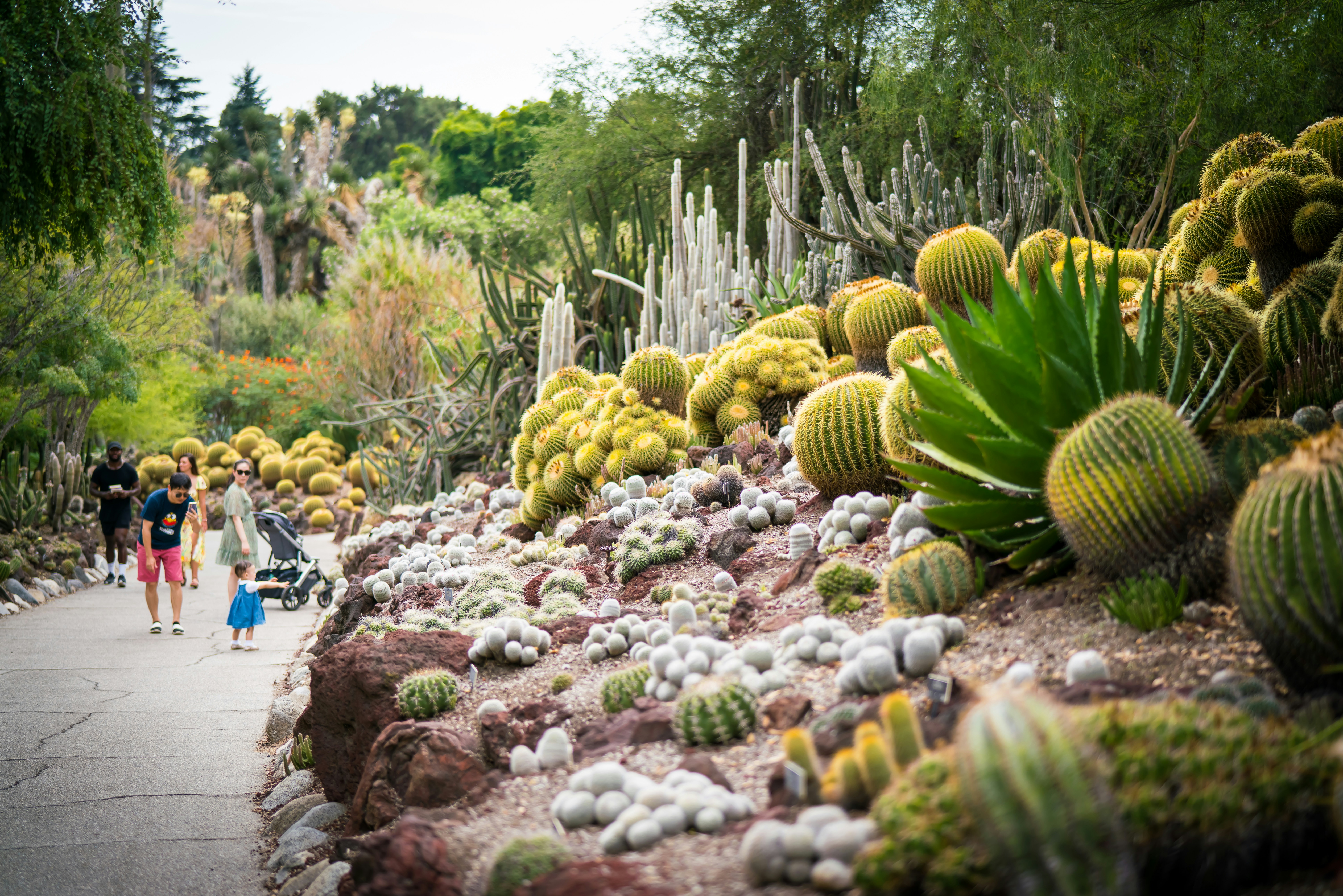 Families walking along a winding path surrounded by vibrant cacti and succulents in a botanical garden. The scene highlights the lush greenery and unique textures of the plants.
