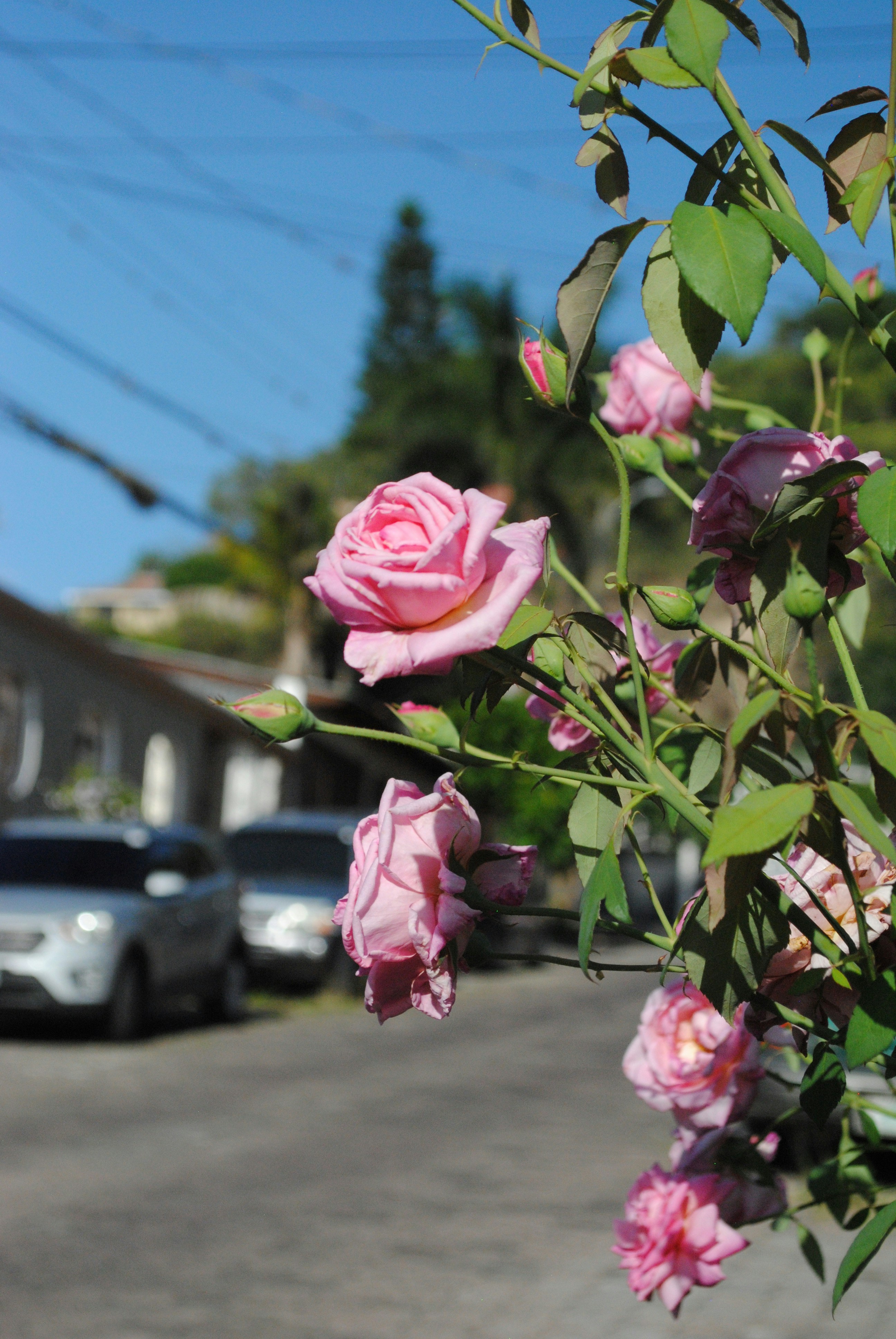 Blossoms in Focus: Pink Roses Framing a Quiet Street