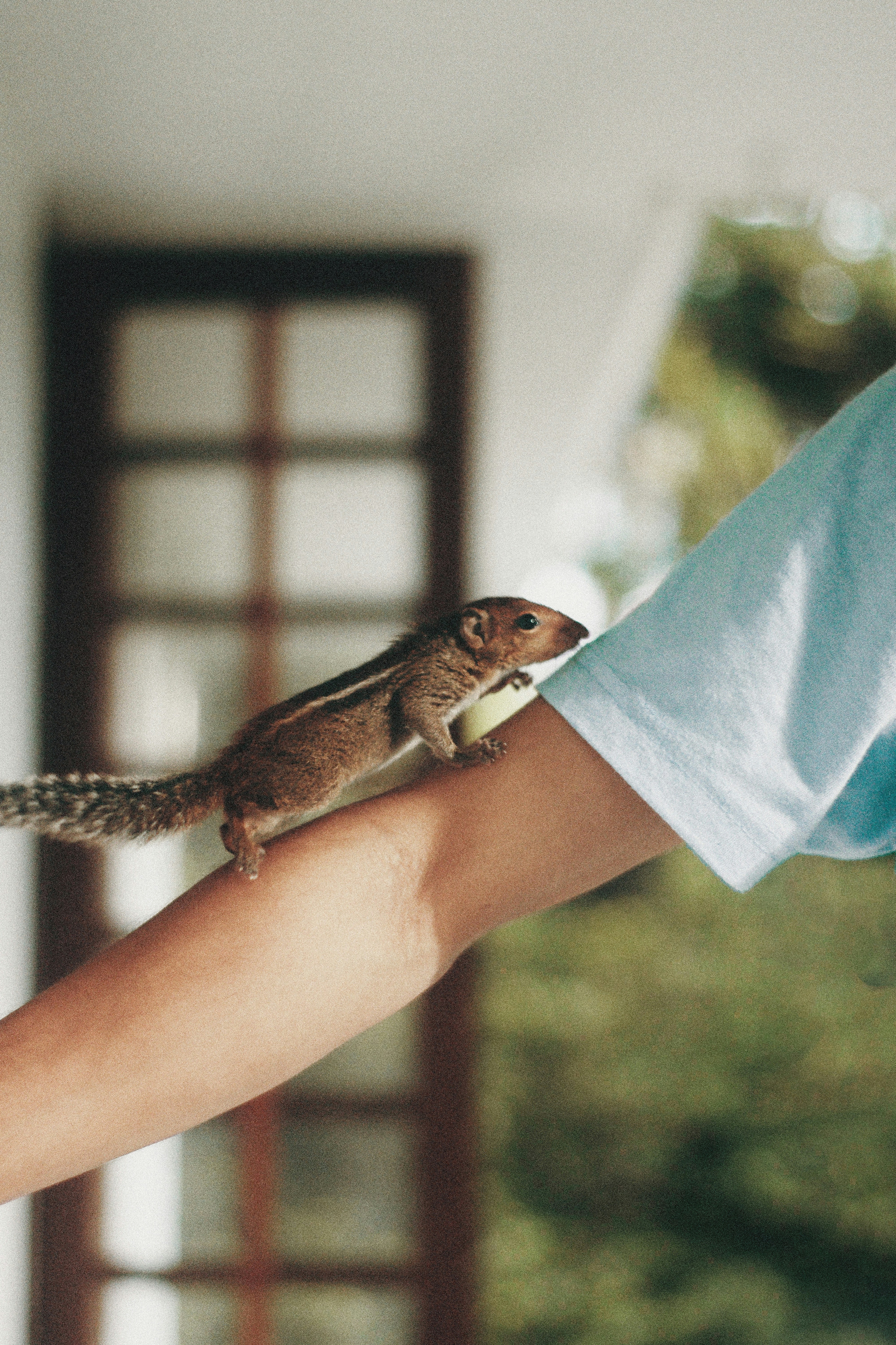 Brown squirrel on persons hand photo – Free Cute animal Image on Unsplash