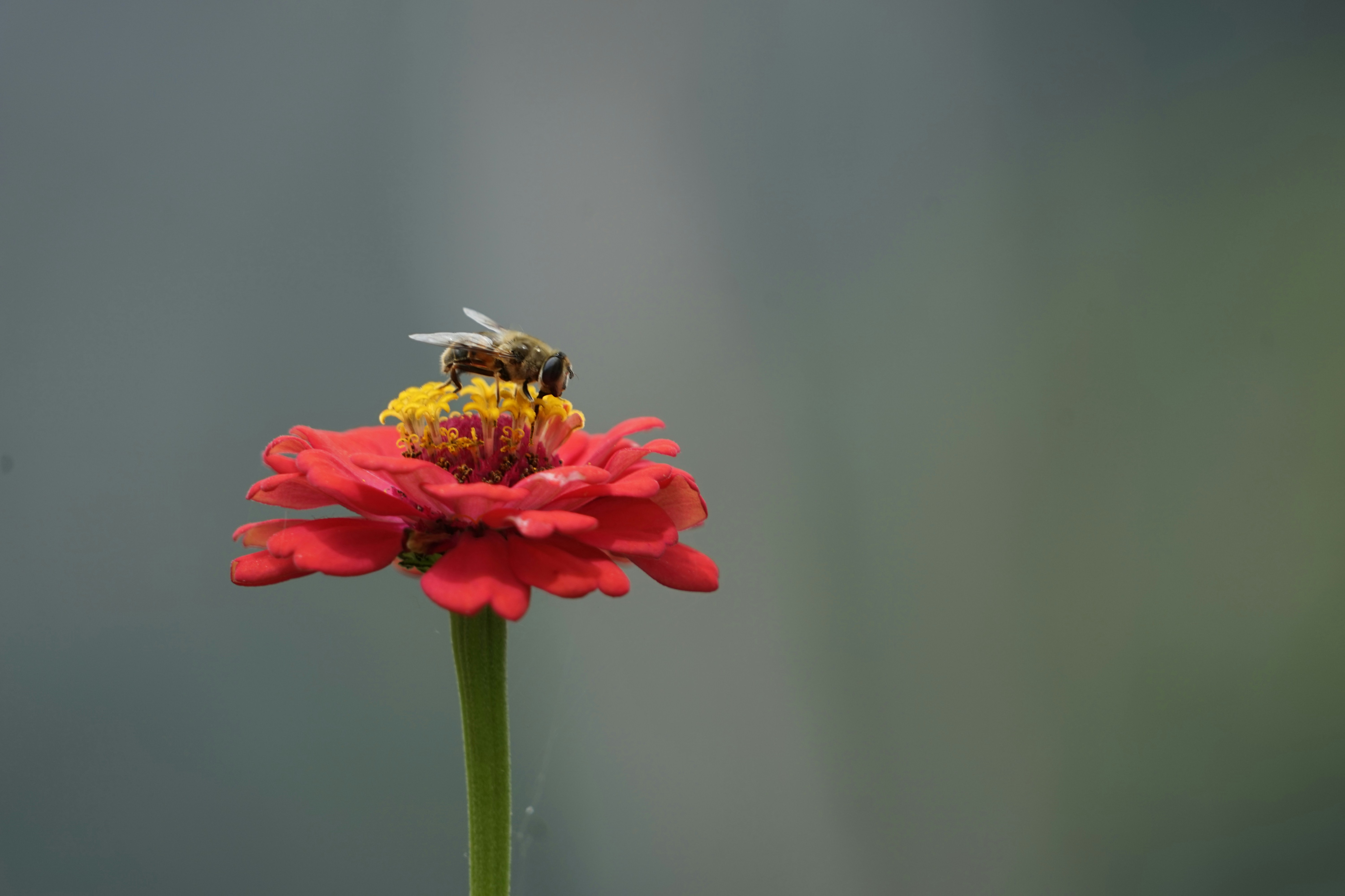 Crimson Zinnia and Busy Bee: A Micro Moment in Soft Focus