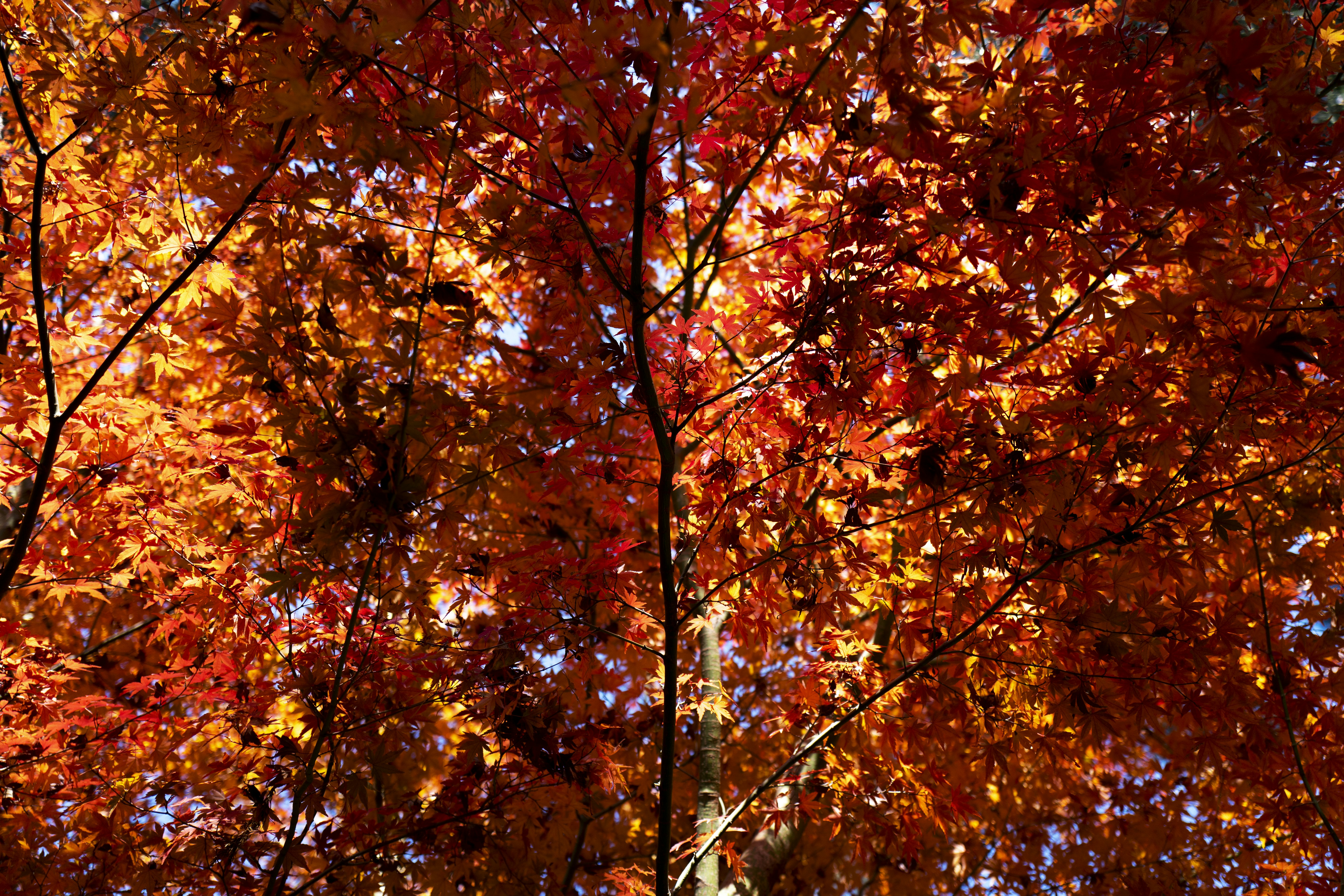 Vibrant orange and red leaves create a stunning canopy overhead, illuminated by sunlight filtering through branches.