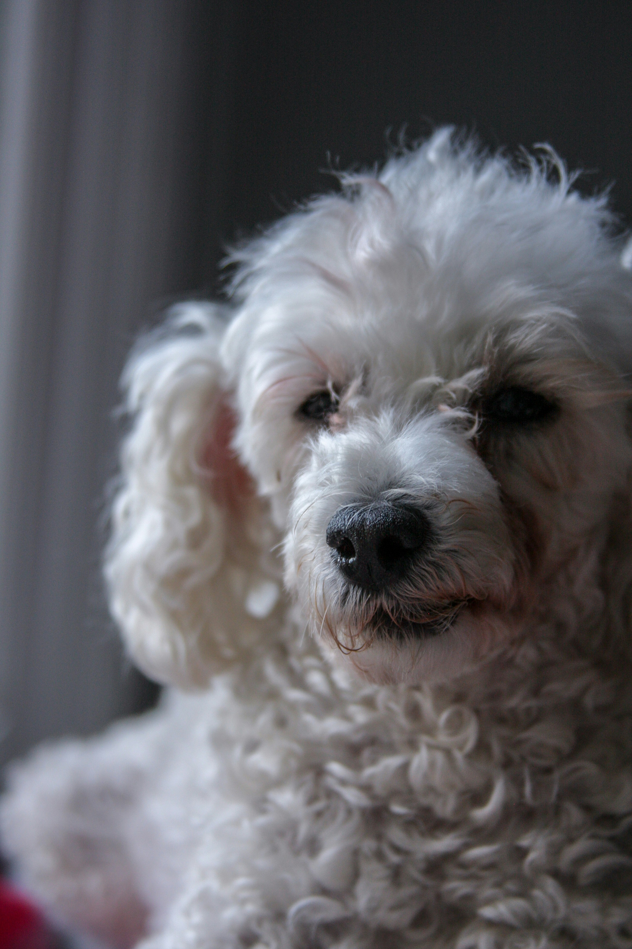 White poodle puppy on focus photo photo – Free Animal Image on Unsplash