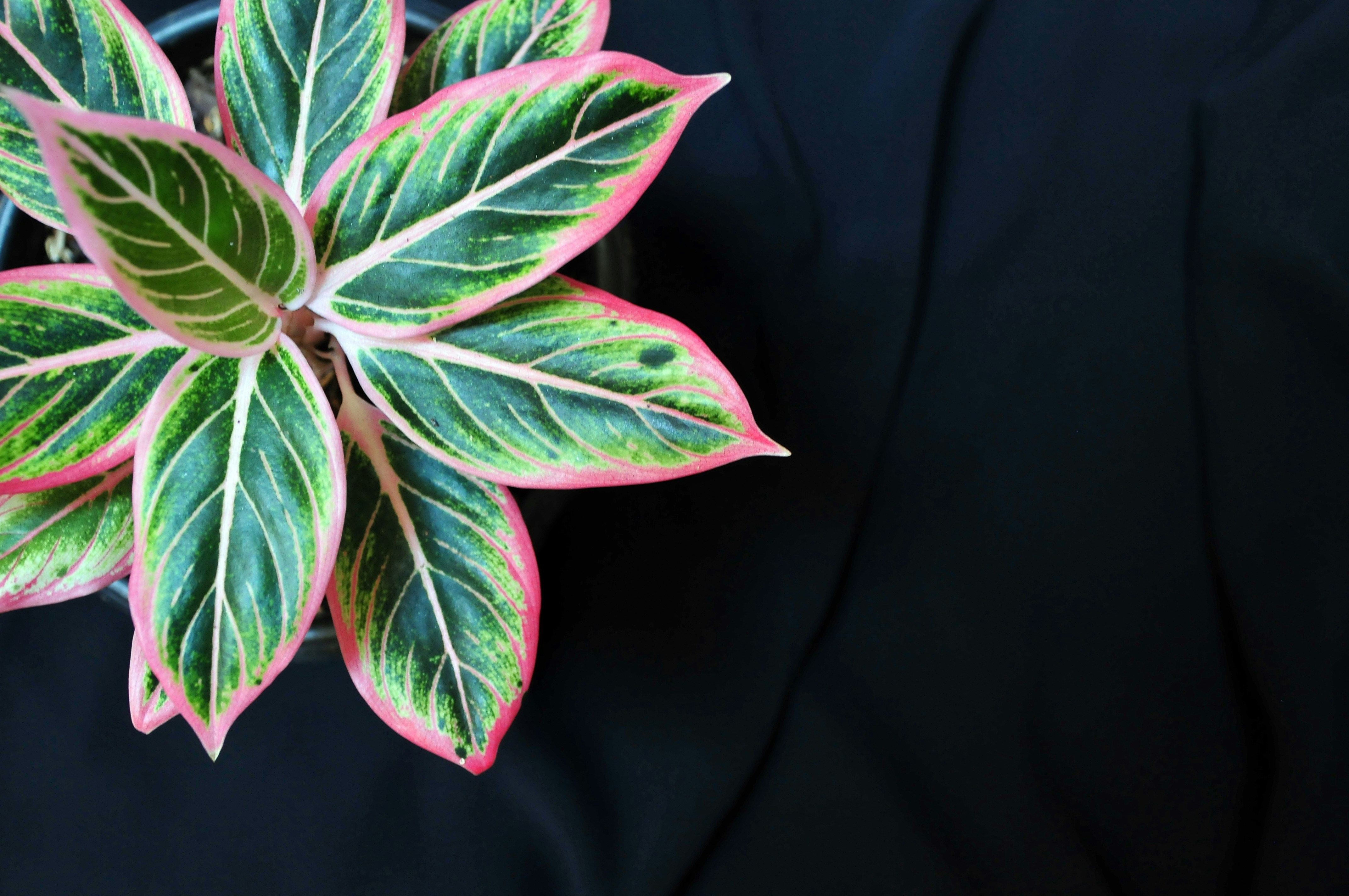 Background picture for a professional presentation, Zoom and others.
A world class aglaonema.. Professionally crafted for perfection. | red and green leaves on black textile