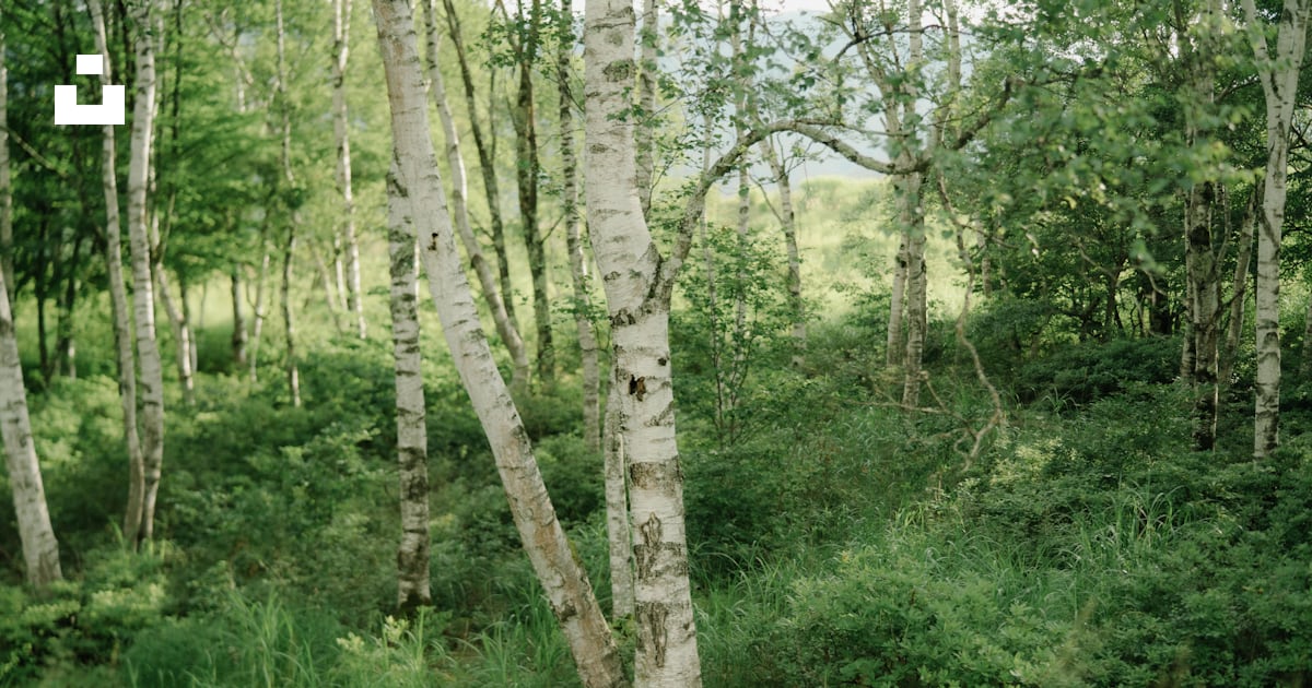 Green Trees And Plants During Daytime Photo Free Tree Image On Unsplash