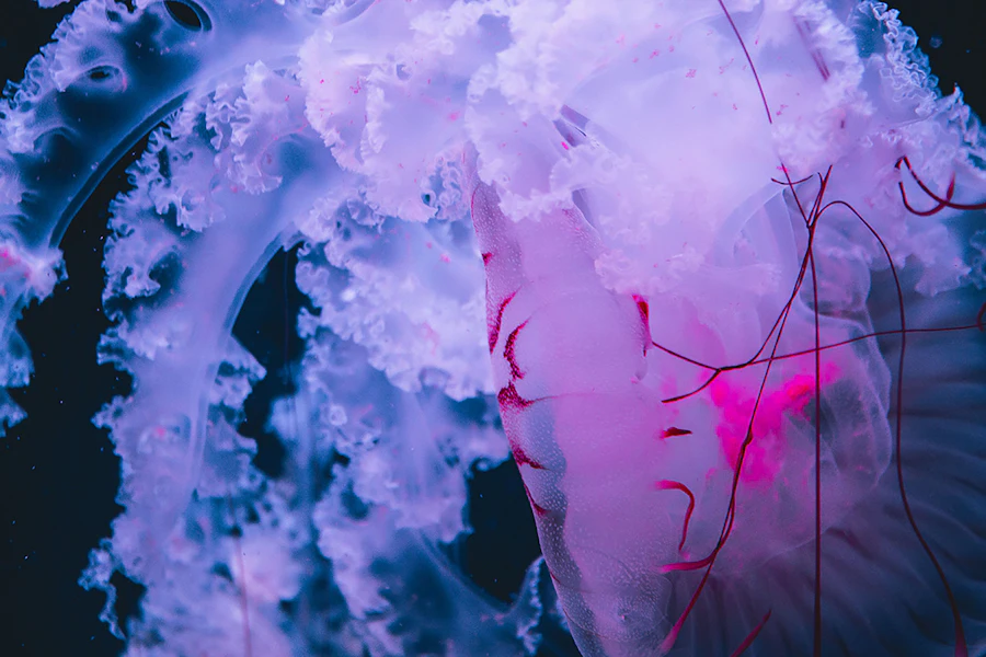 Translucent jellyfish drifting in dark water, lit with vivid blue and pink tones. Delicate tentacles and frilled edges fill the frame.