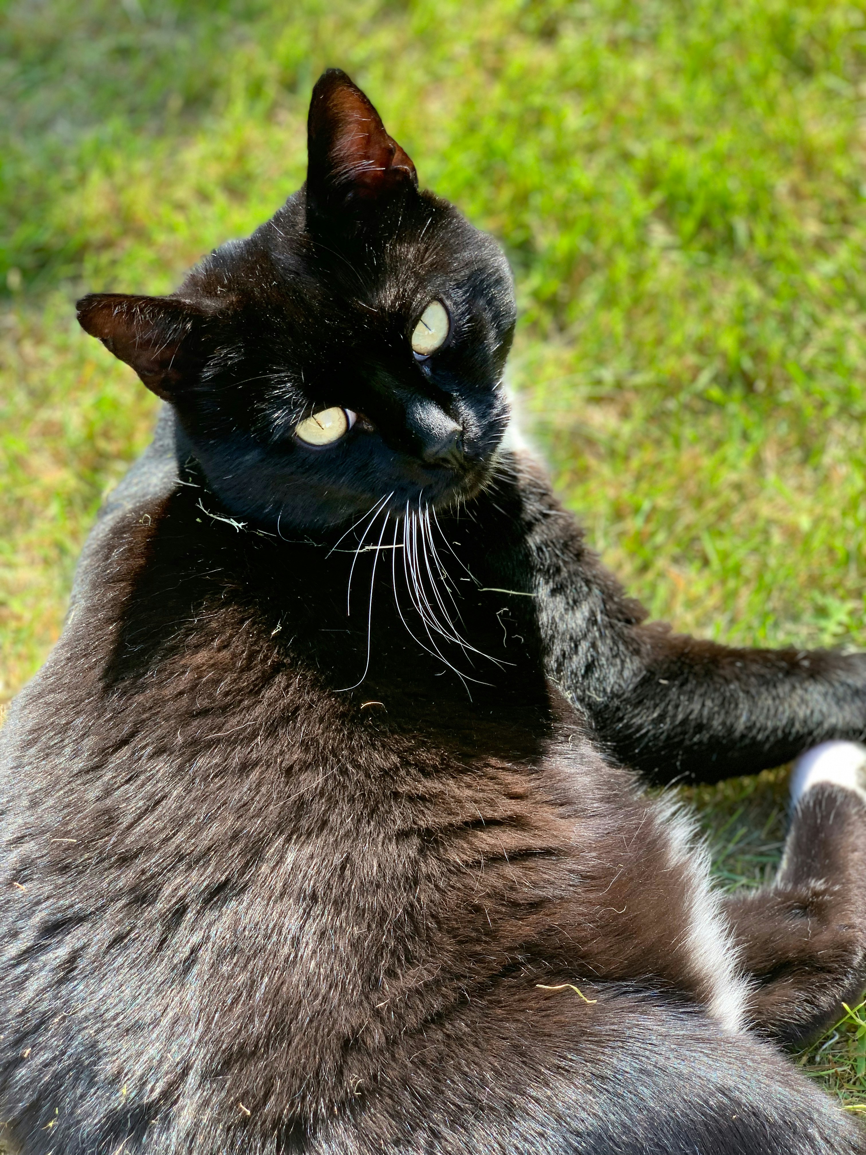 Eyes in the Grass: A Black Cat's Quiet Recline
