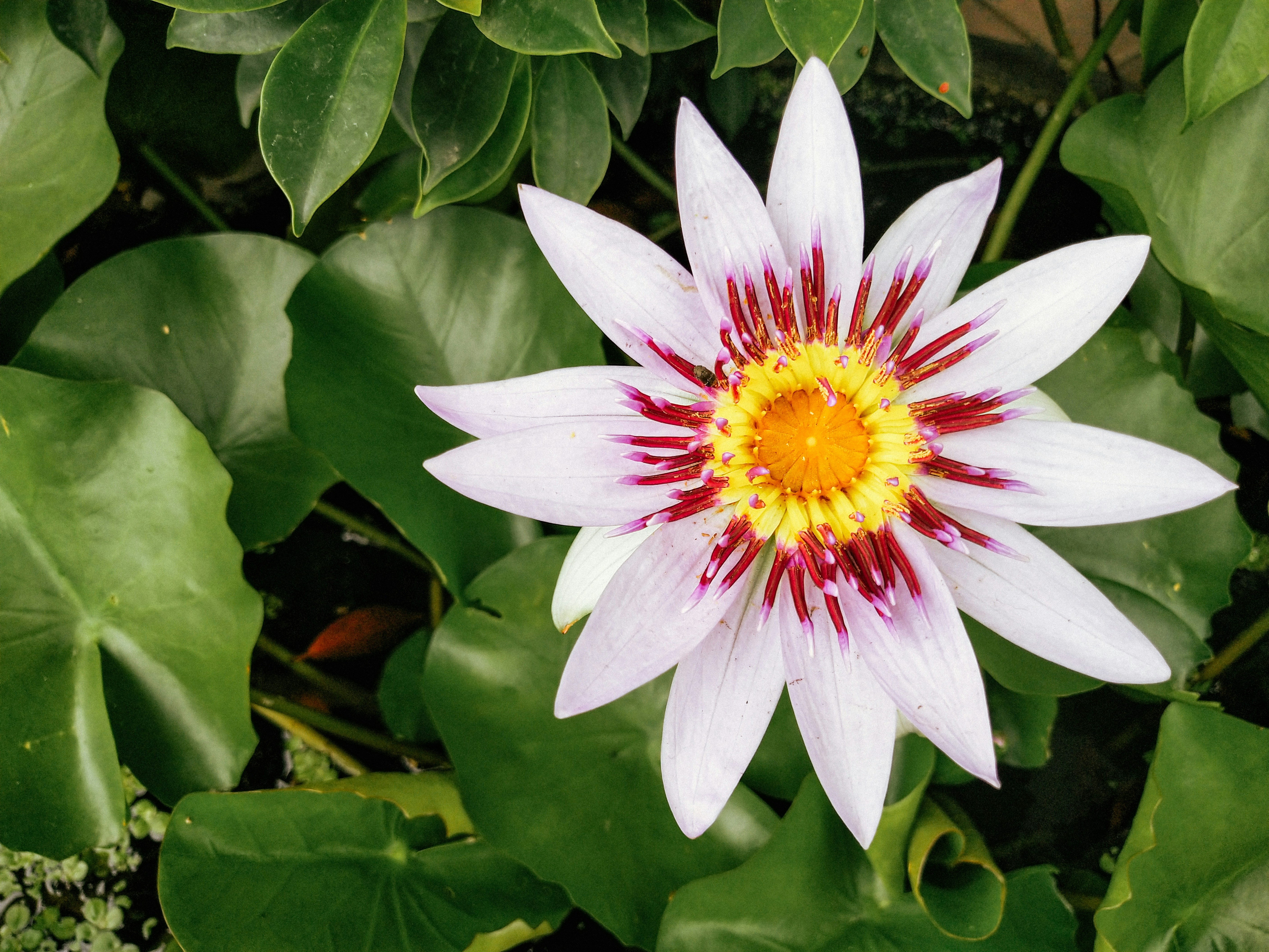 A vibrant water lily with striking purple petals and a golden center, surrounded by lush green leaves. The composition highlights the intricate details of the flower.